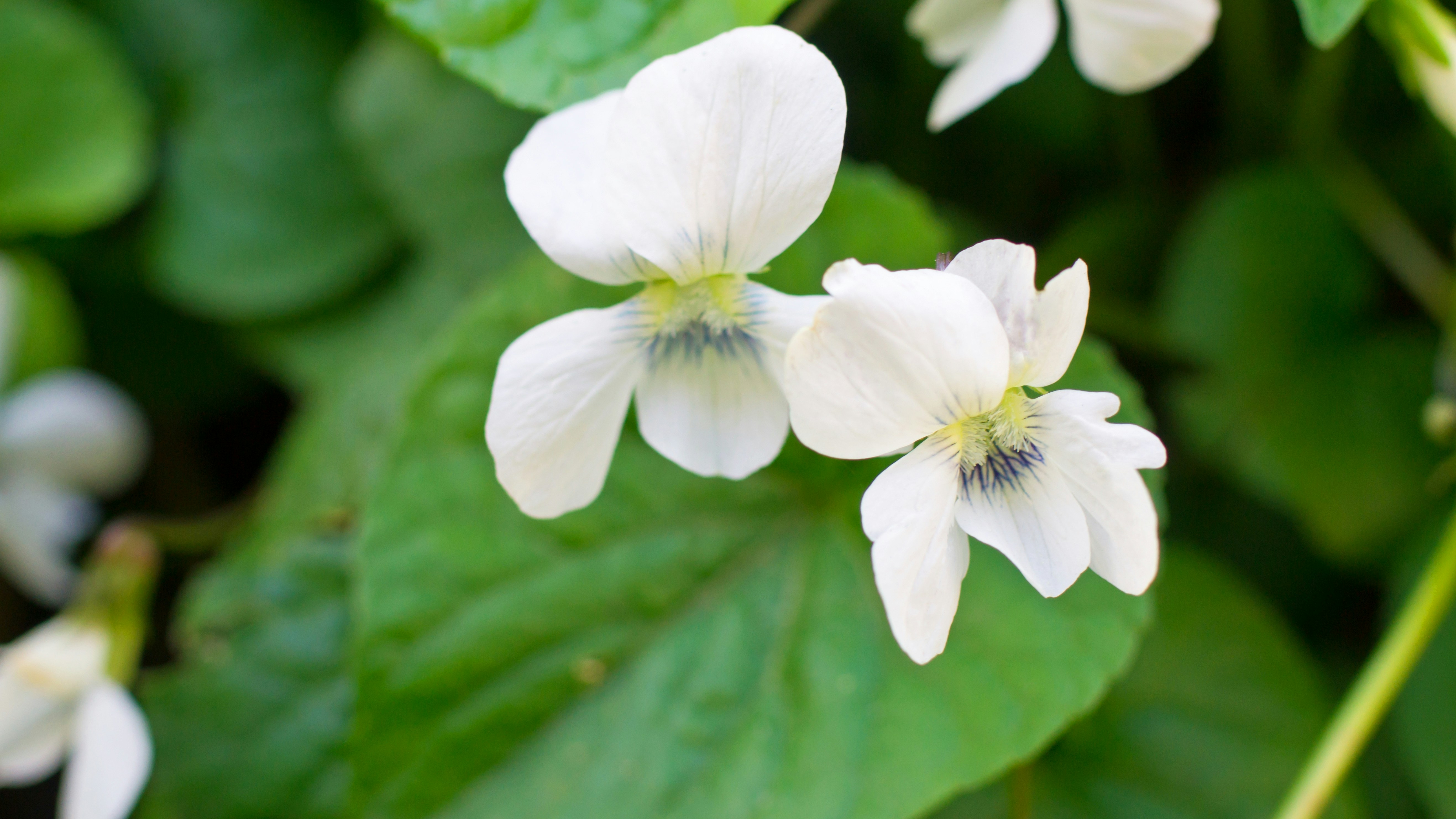 Whispers of Spring: The Delicate White Violet