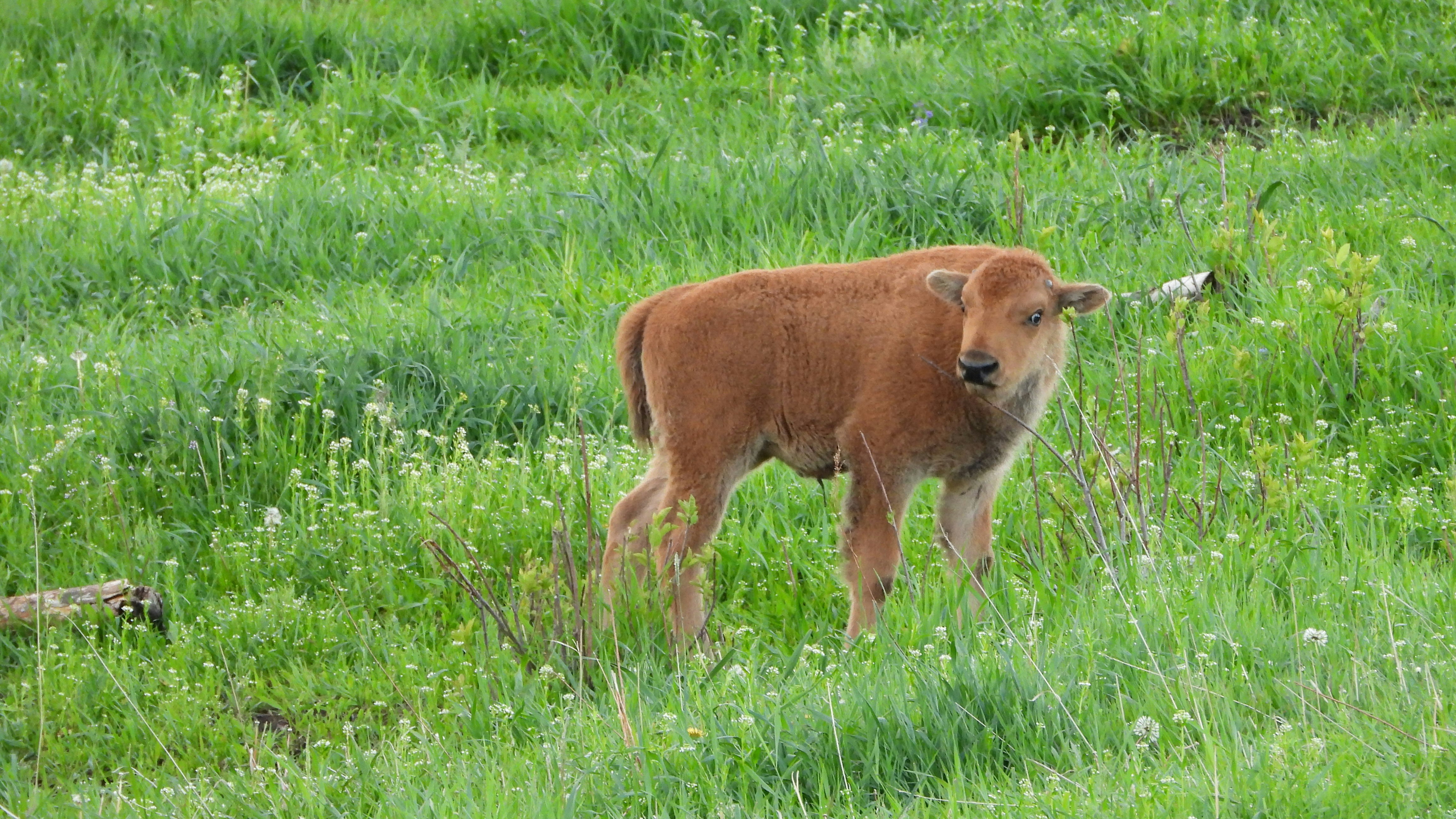 Photo by christie greene with Nikon Coolpix P1000