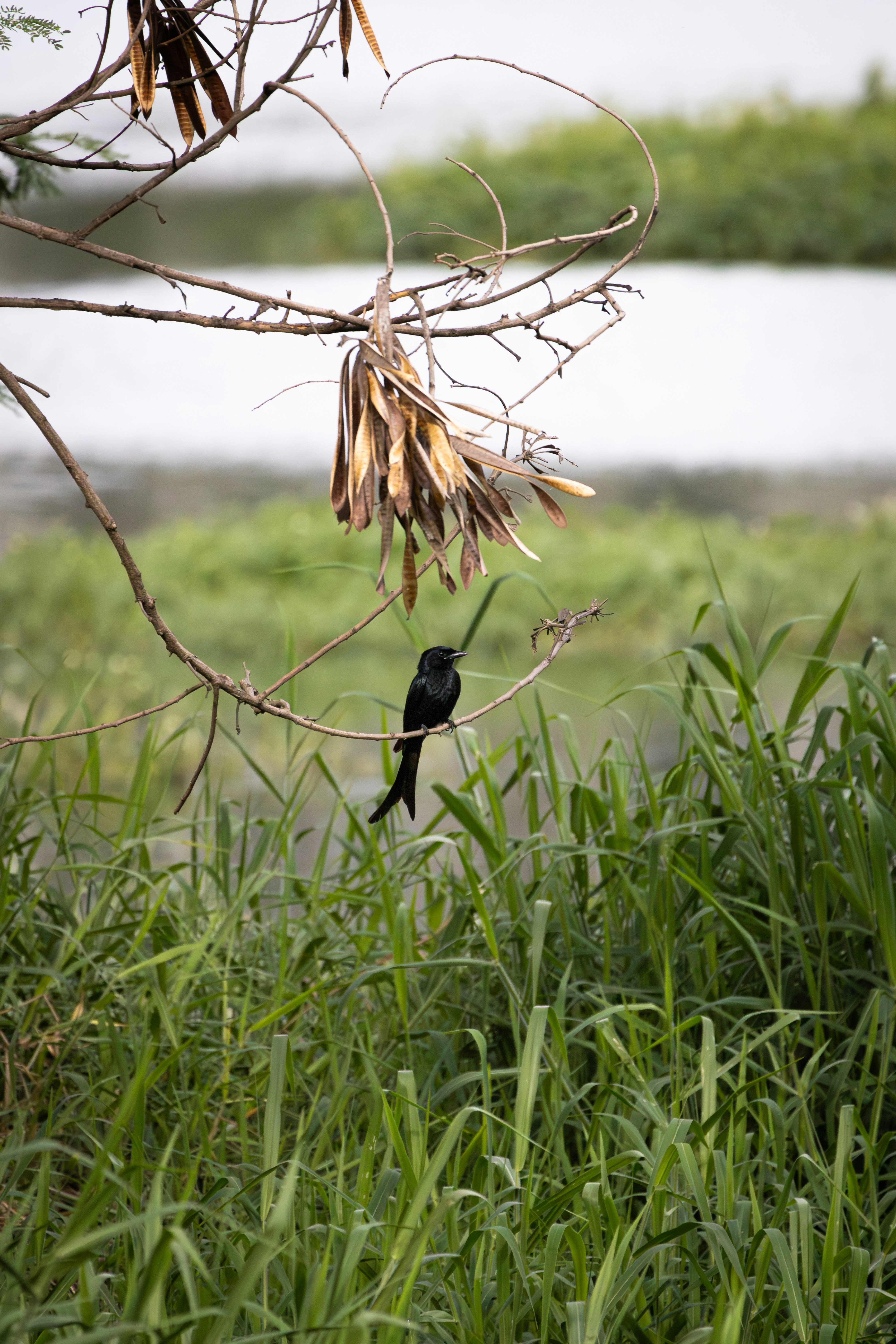 Solitary Black Songbird on a Curved Branch Over a Marsh Verge