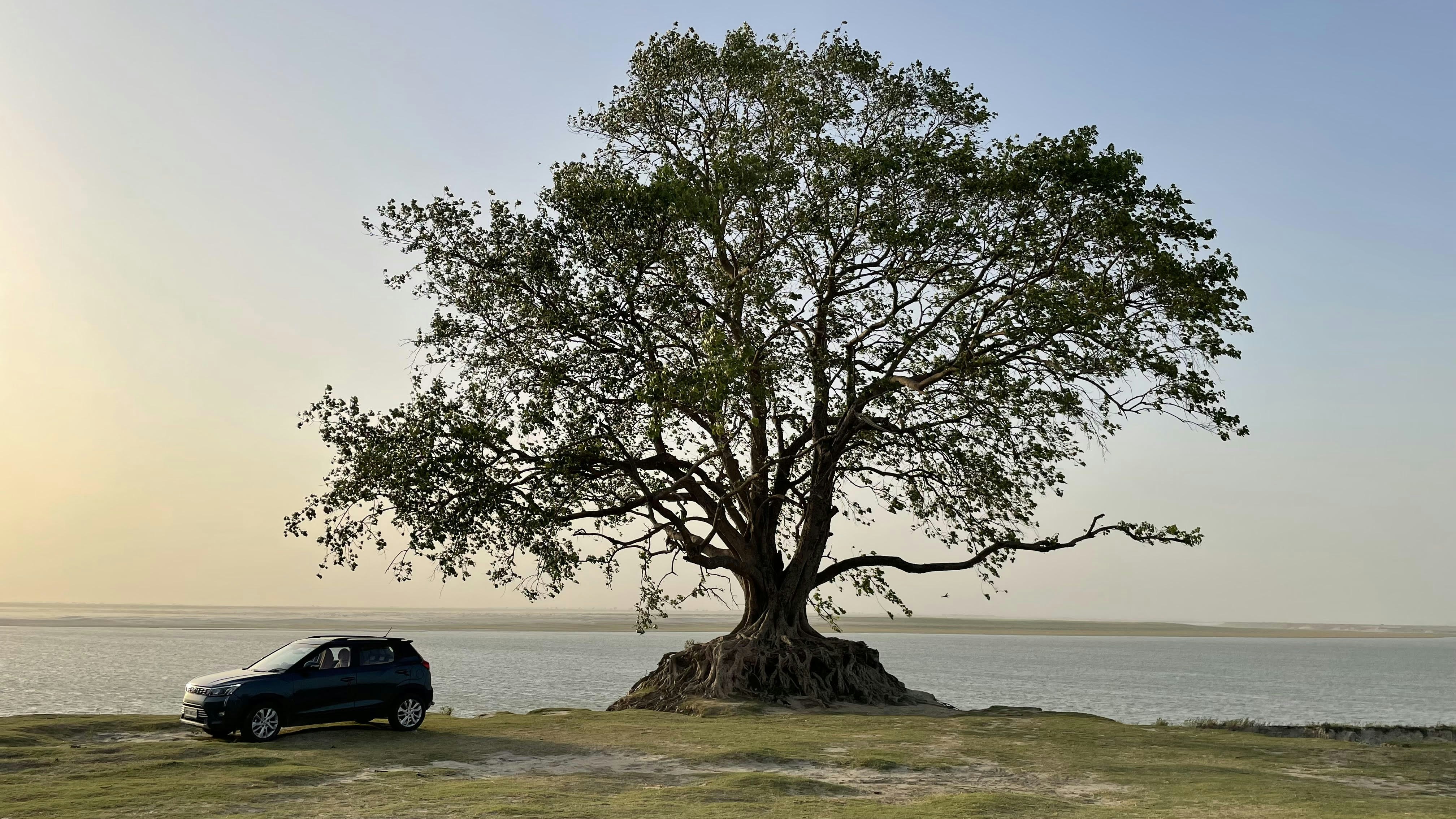 A car parked next to a large tree near a body of water photo – Free ...