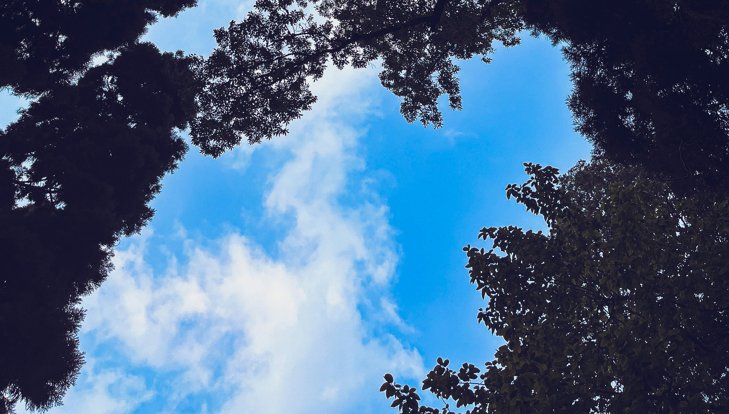 A view of the sky through some trees photo – Free Darjeeling Image on ...