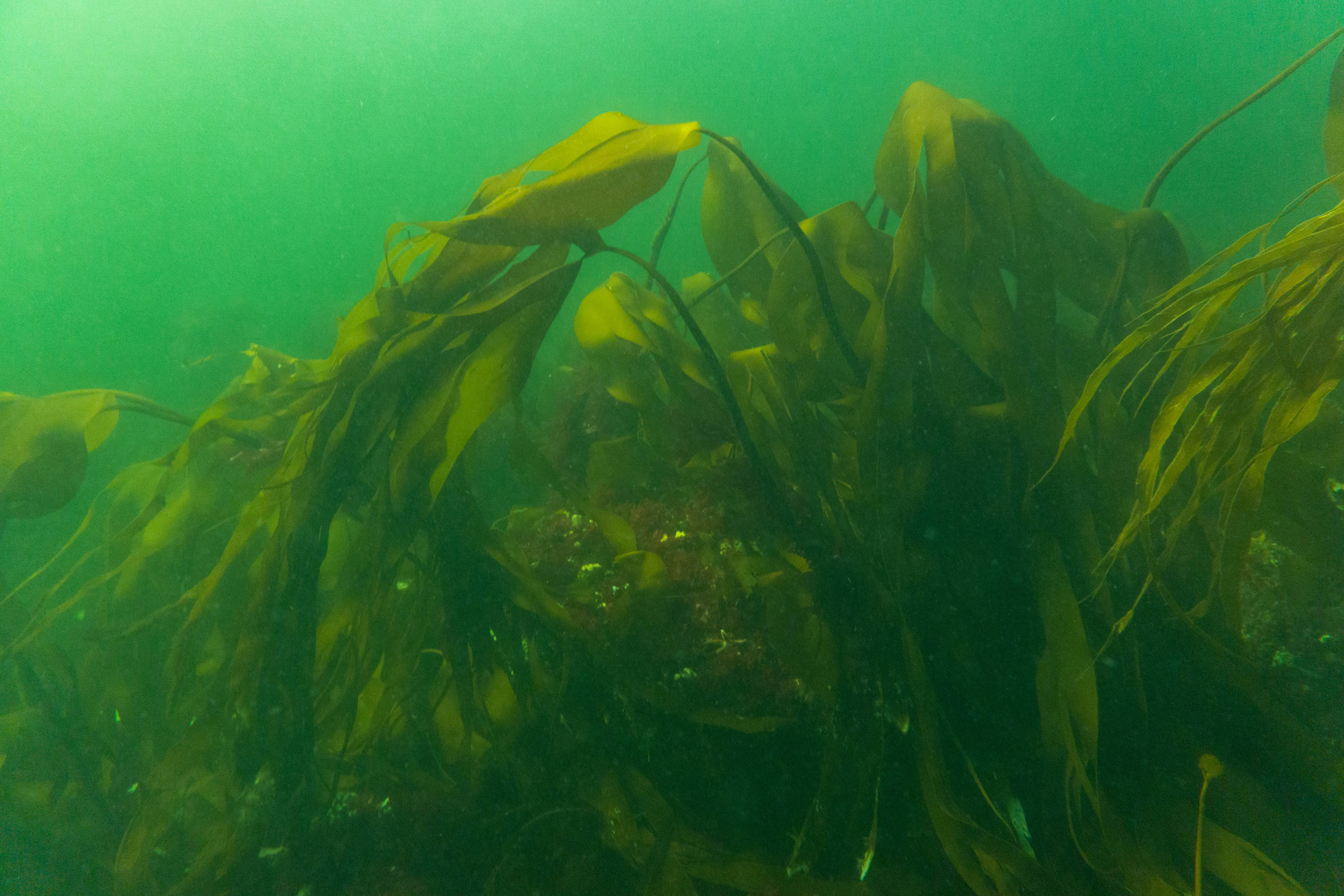 A large group of seaweed in the water photo – Free Underwater Image on ...