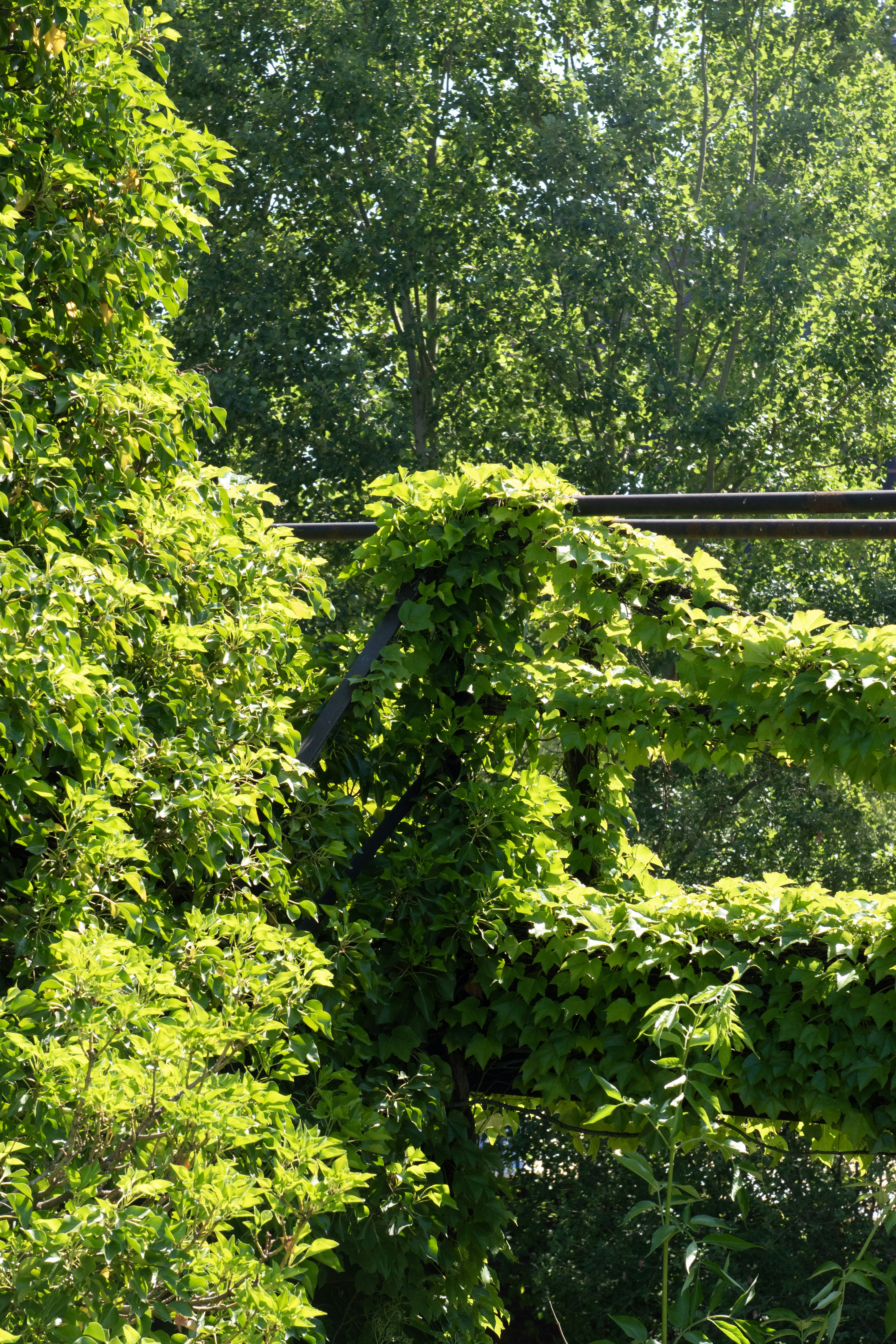 Steel bar with overgrown plants