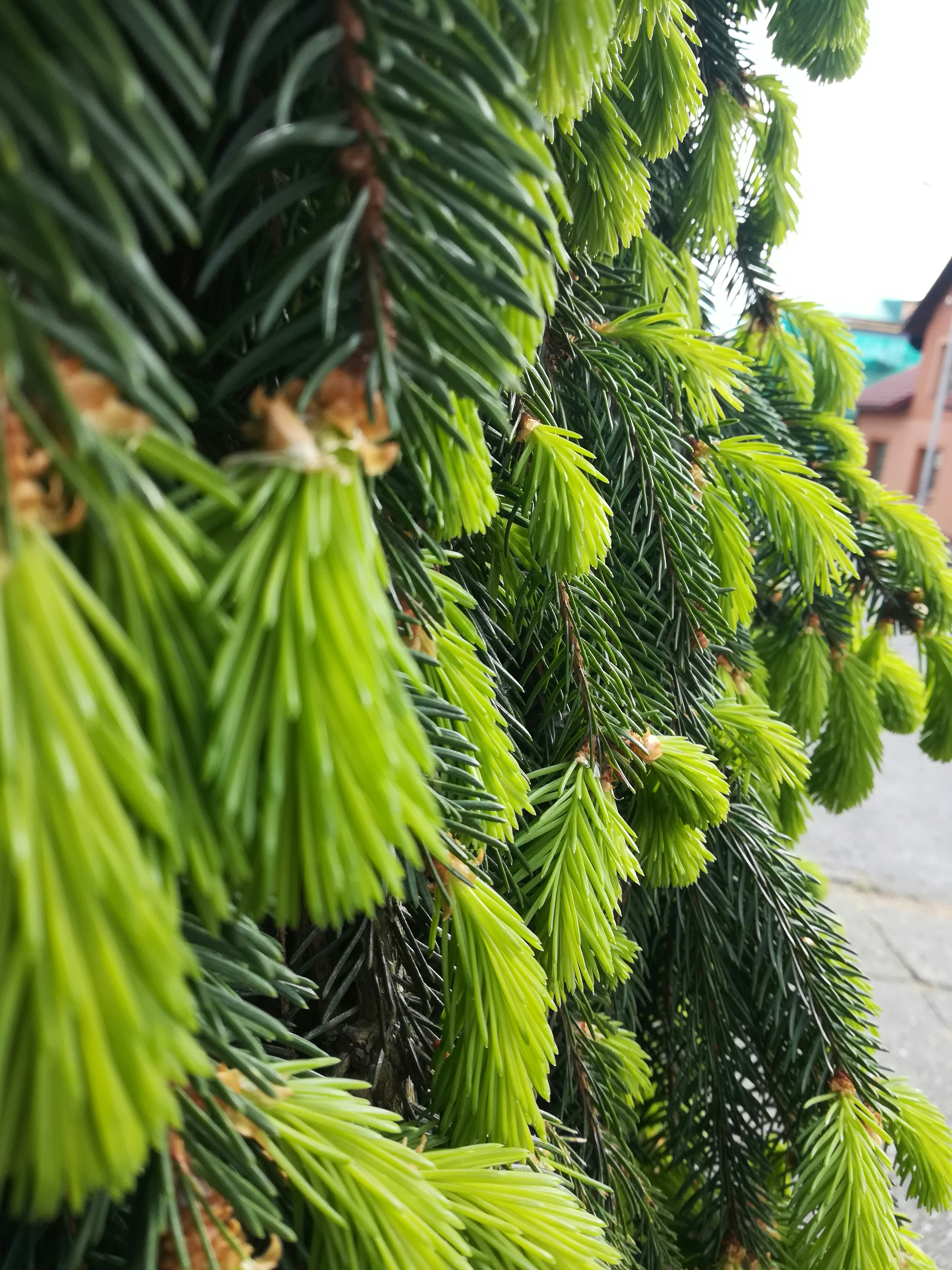 Close-up of bright lime-green new growth on evergreen needles along a dense hedge, with a street scene in the background.