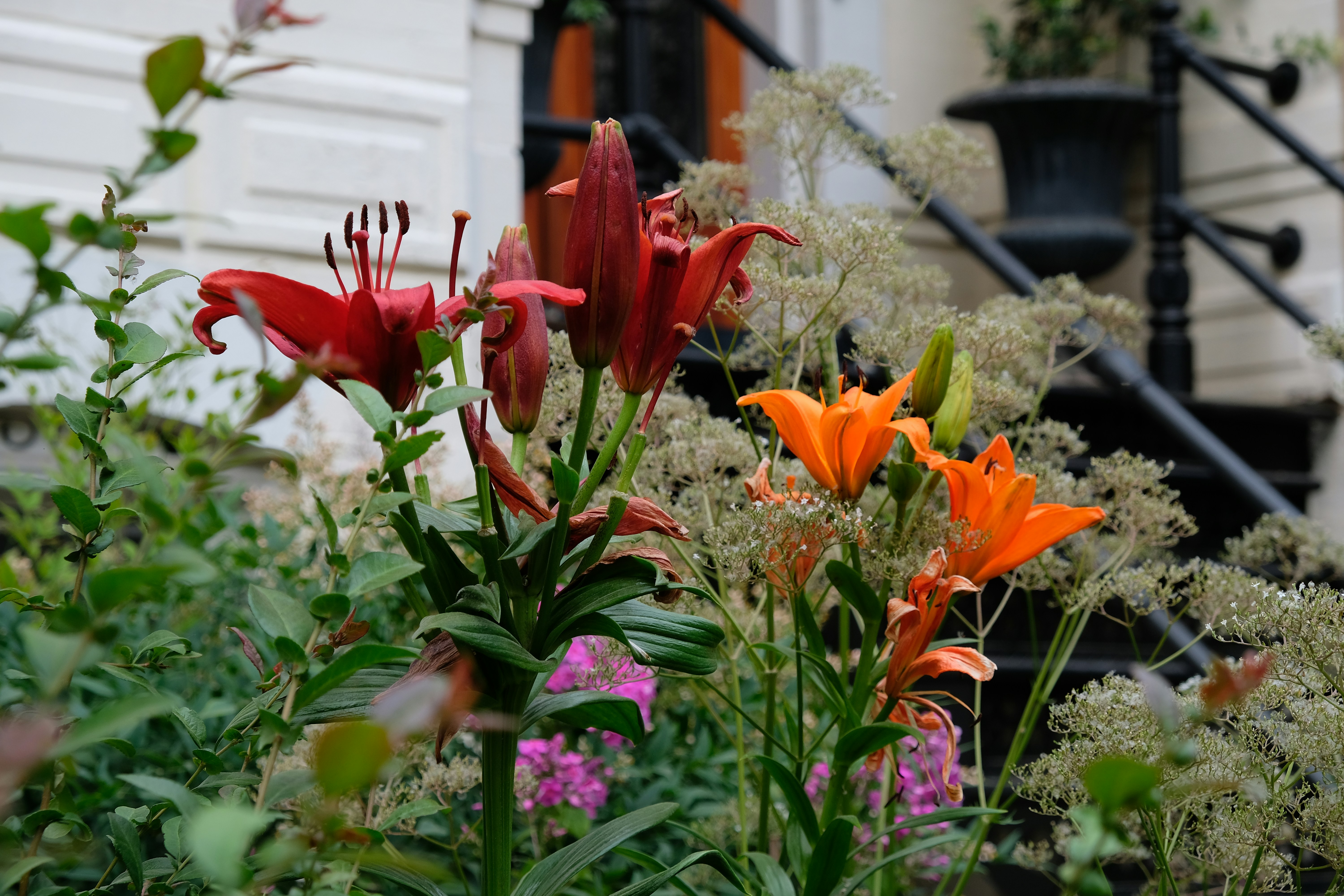 Carnation Spotlight: Red and Orange Lily Bloom in a Urban Garden Verge