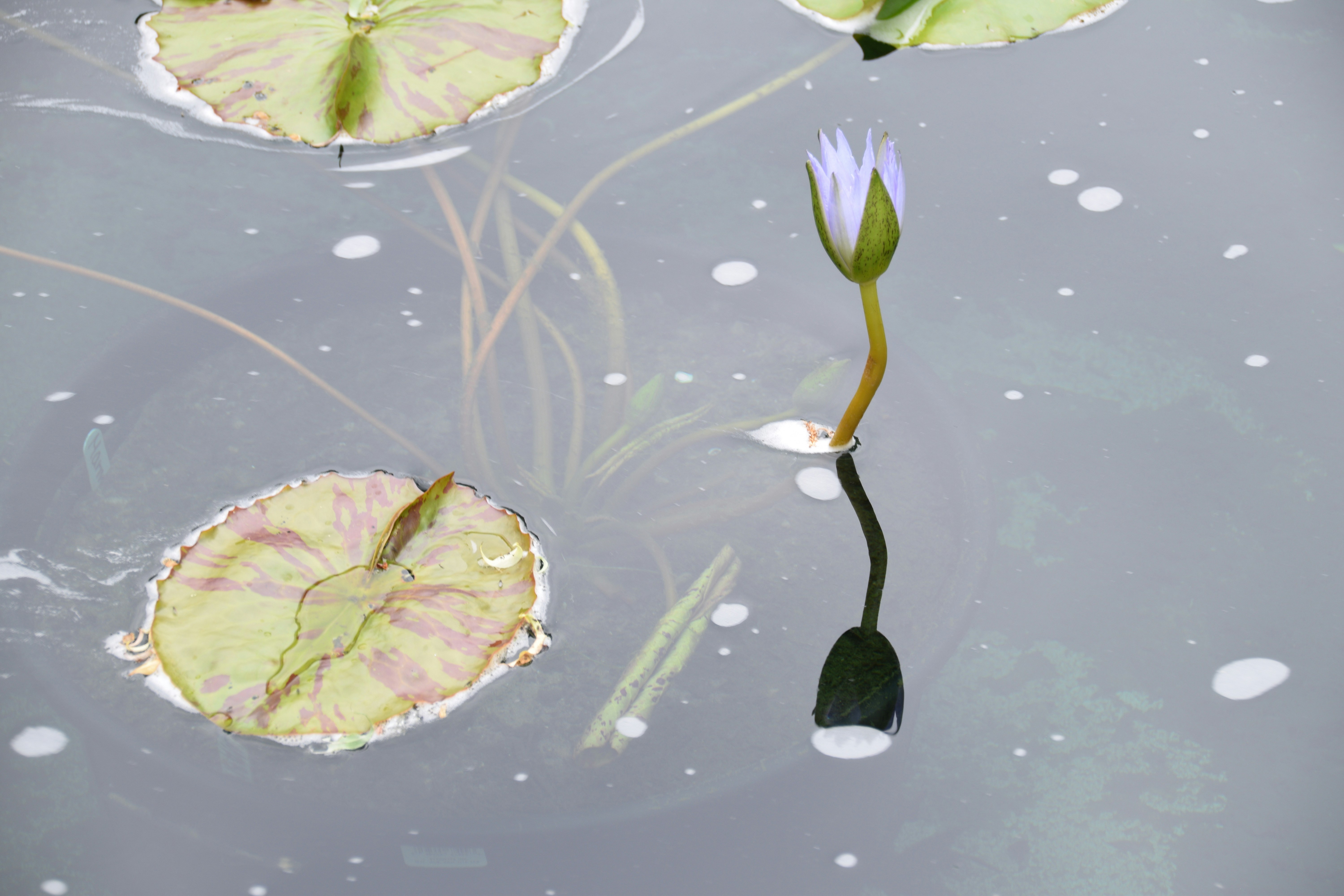 Single Violet Lily Emerges Above a Glassy Pond Among Round Lily Pads