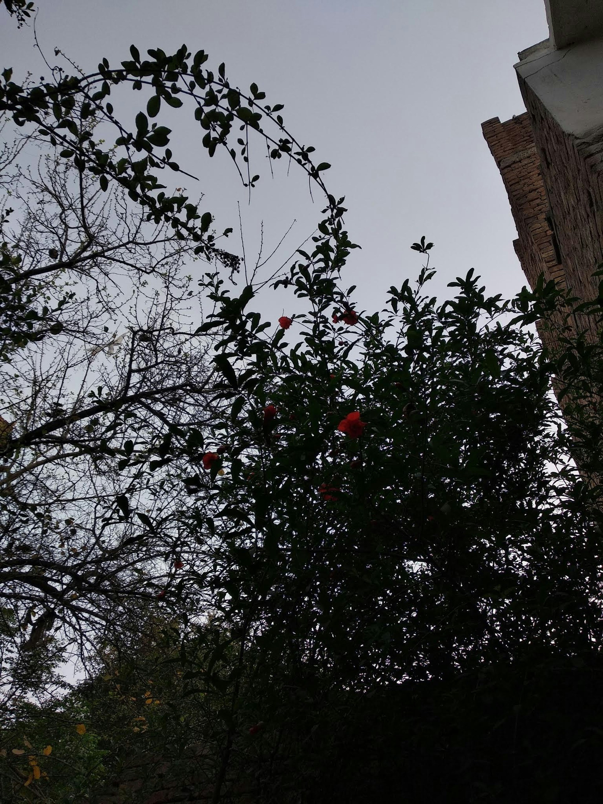 A tangle of branches and leaves frames bright red berries against a muted gray sky, with a brick wall visible to the right.