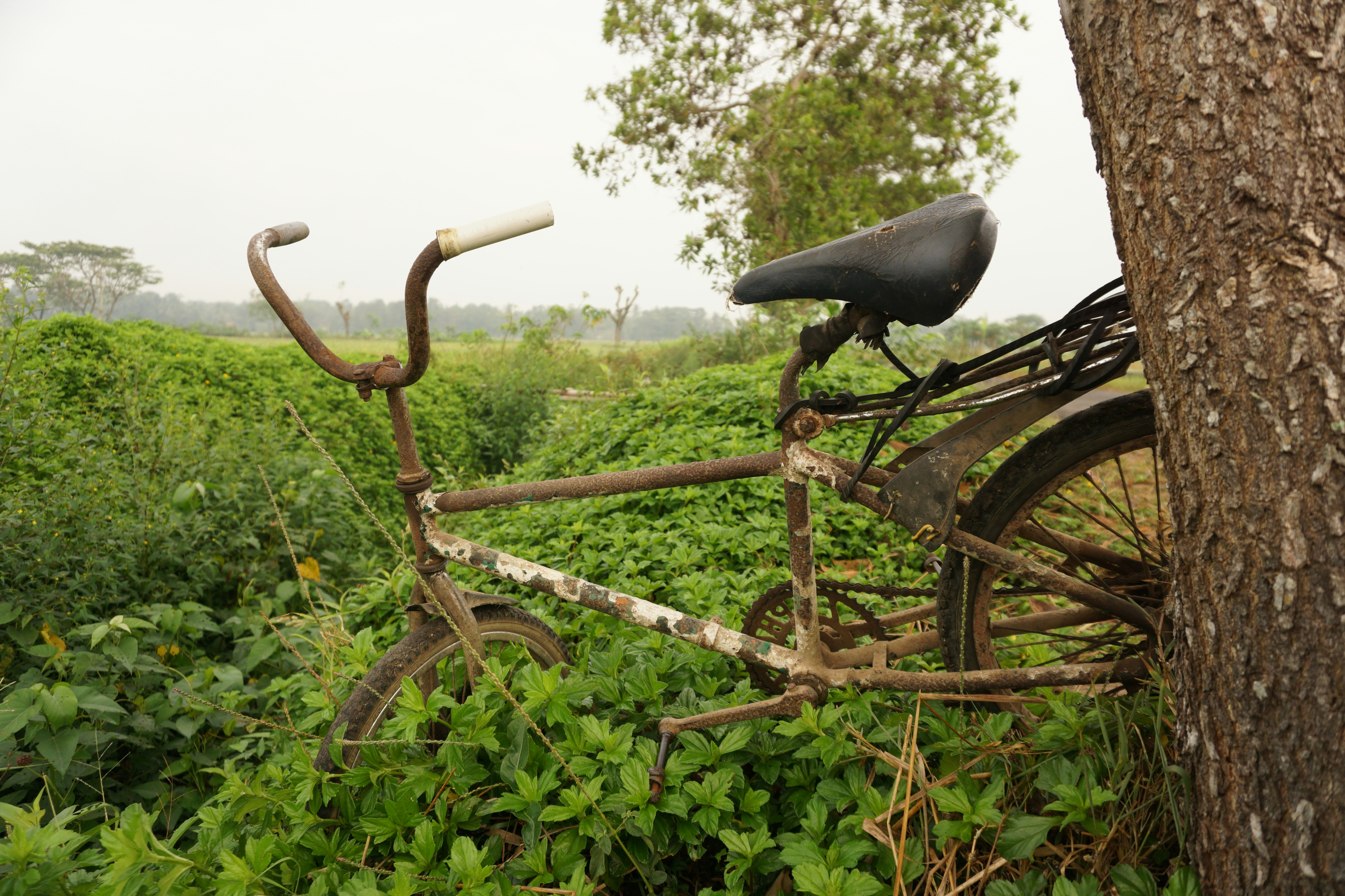 Rusted Bicycle Embraced by Overgrowth in a Quiet Field