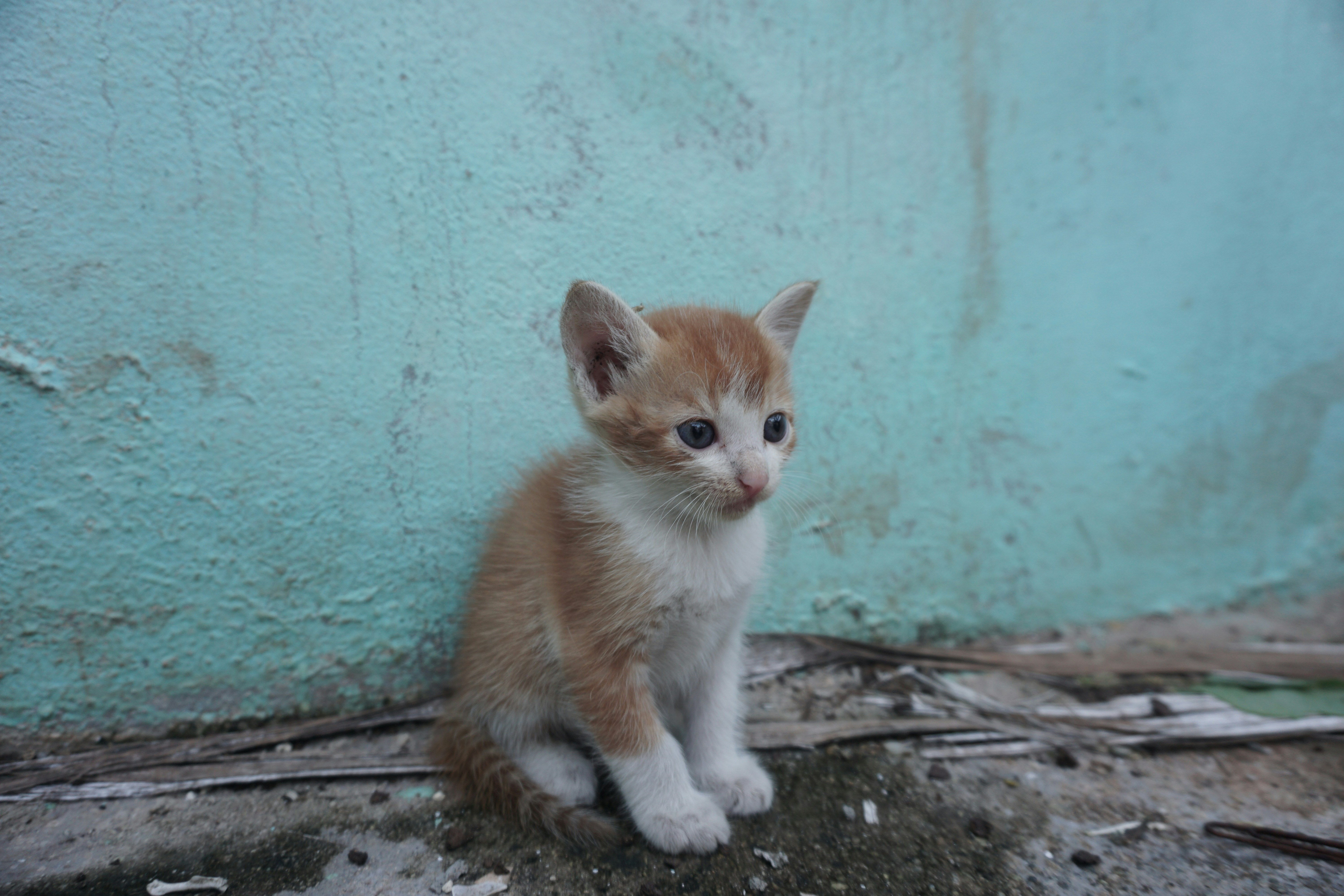 Curious Orange Kitten Against a Turquoise Backdrop