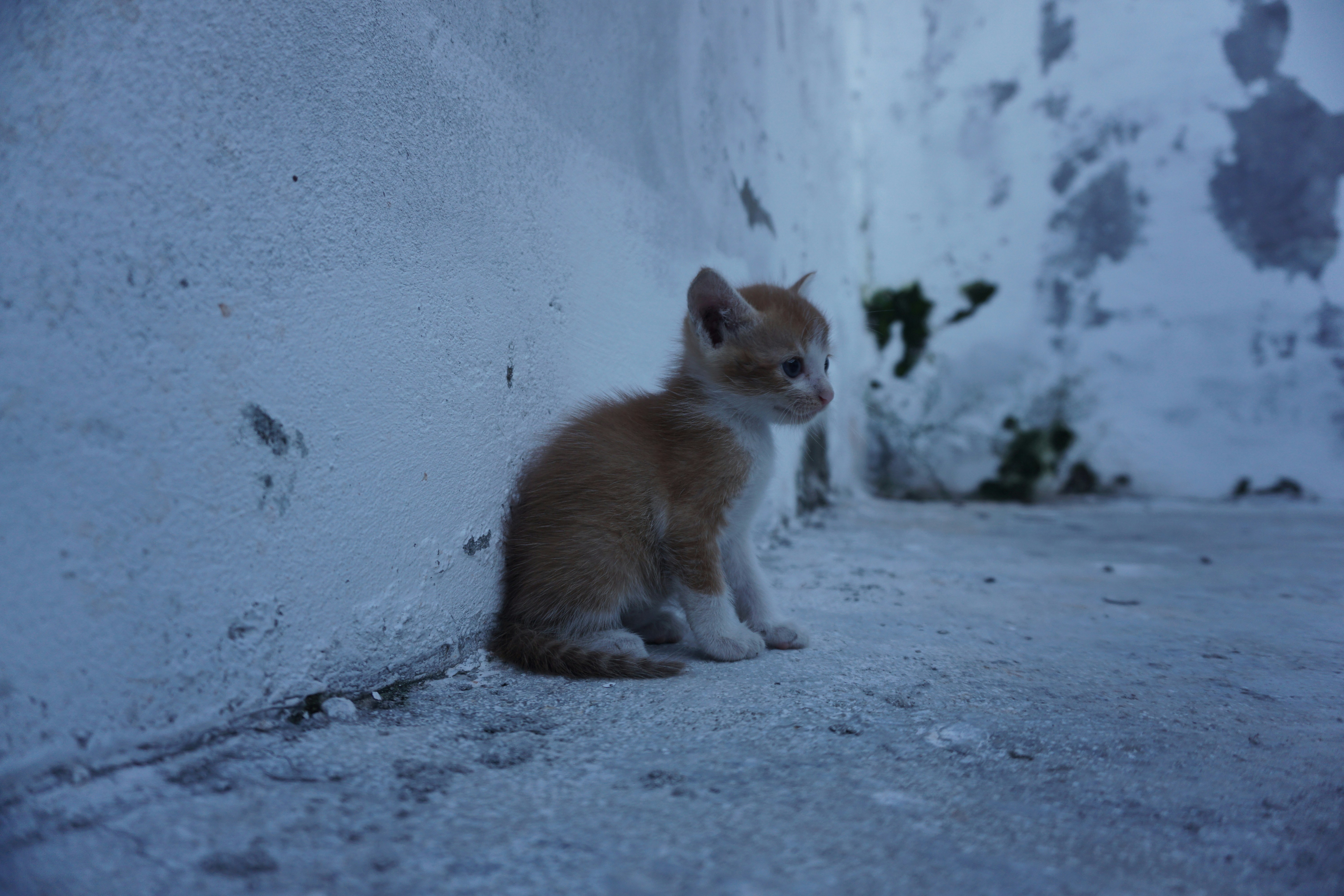 Frostbound Feline: Kitten at the Edge of Winter