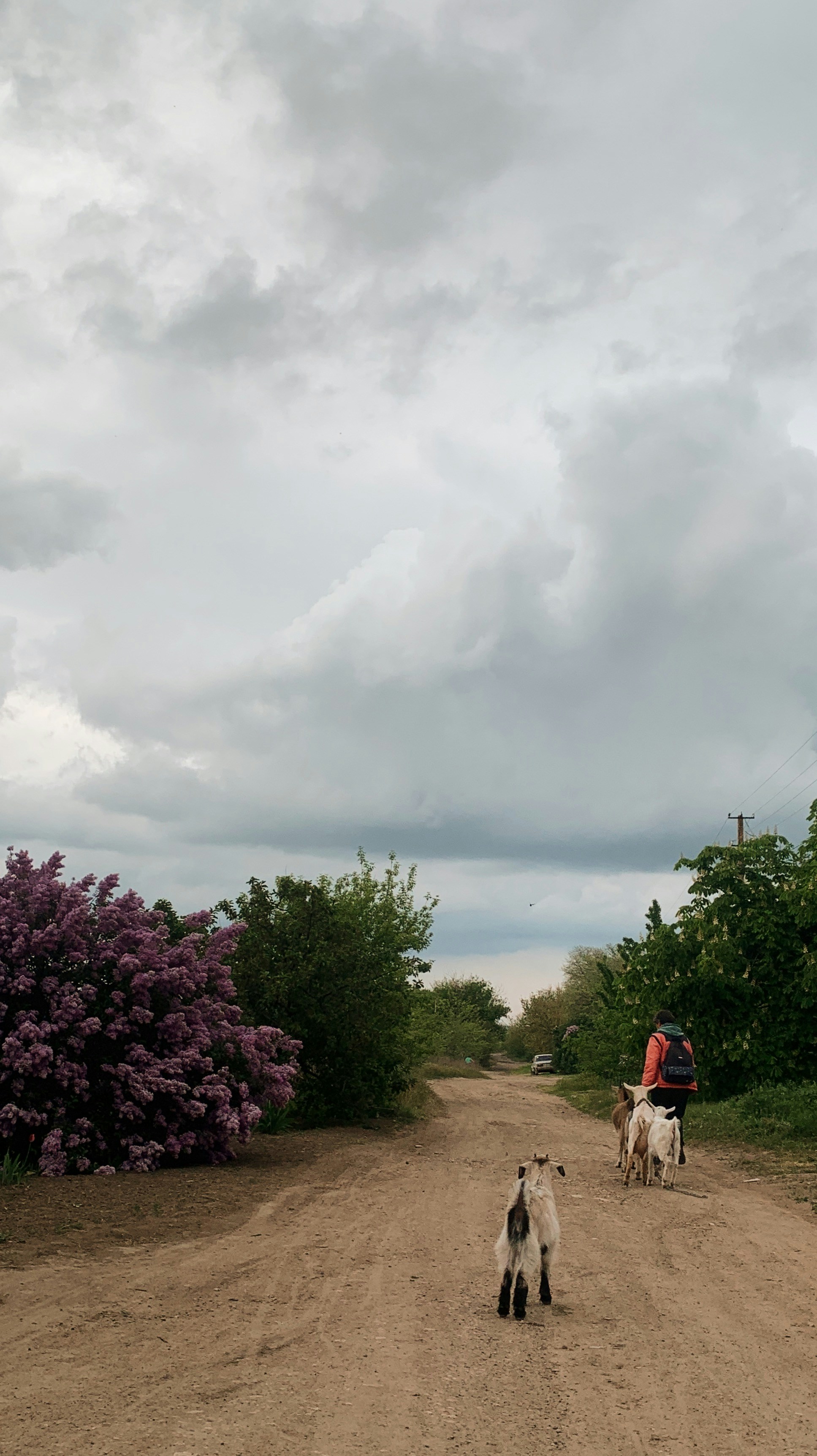 Dusty rural path with a shepherd and goats under a stormy sky