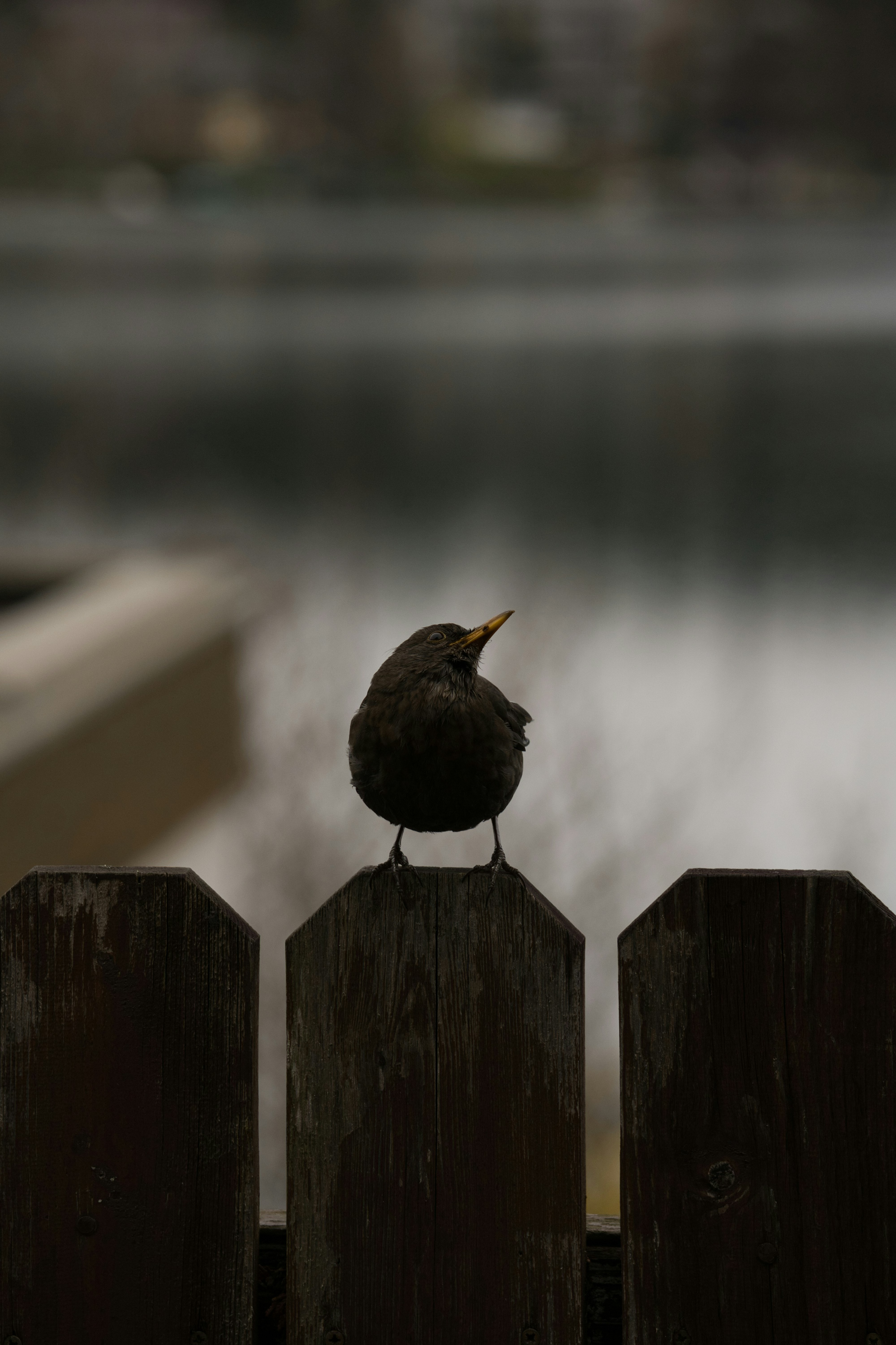 Perched on a Weathered Fence, a Blackbird Finds Quiet by the Misty Waterfront