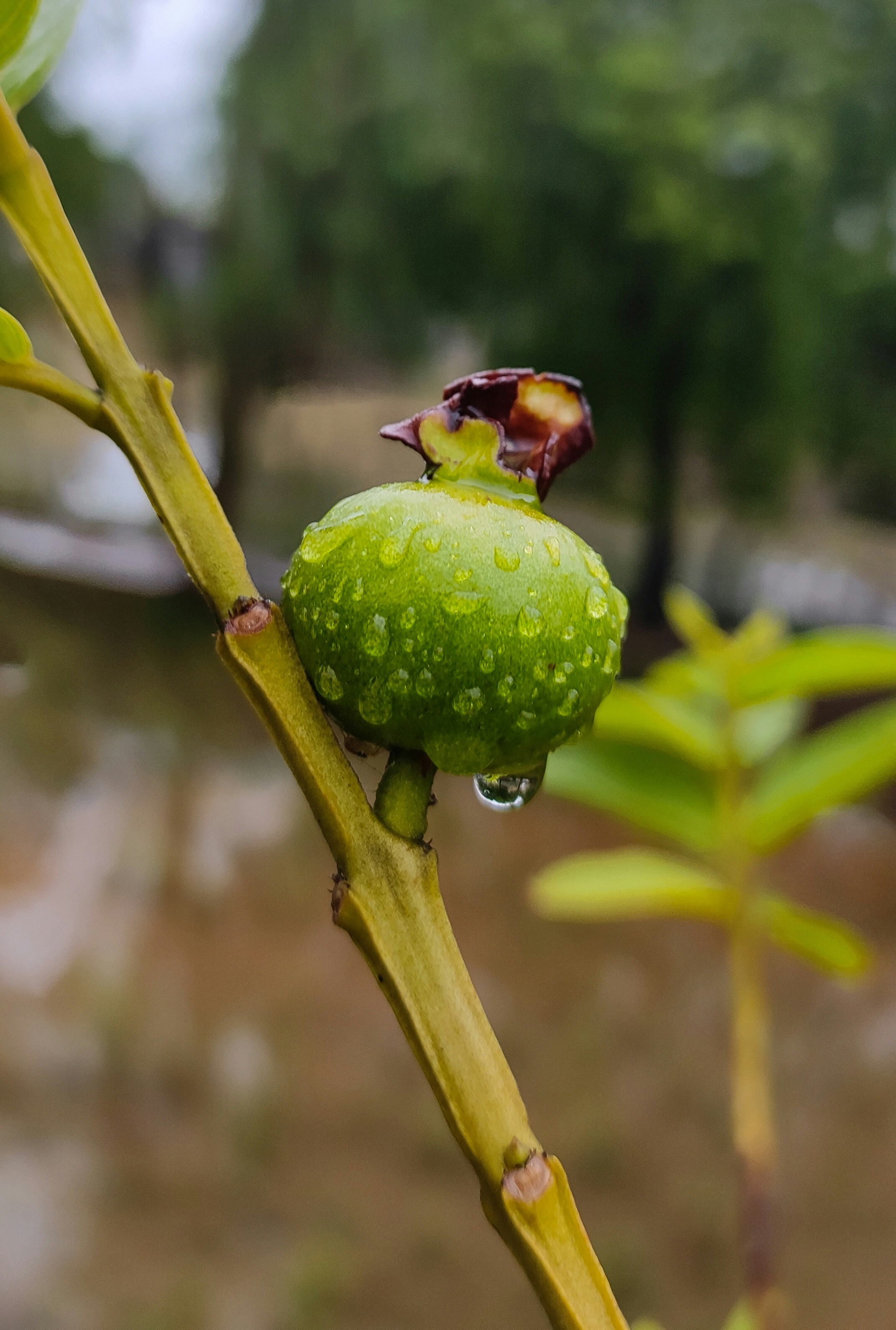 Dew-Kissed Rose Hip: A Micro Portrait on a Rain-Slick Stem