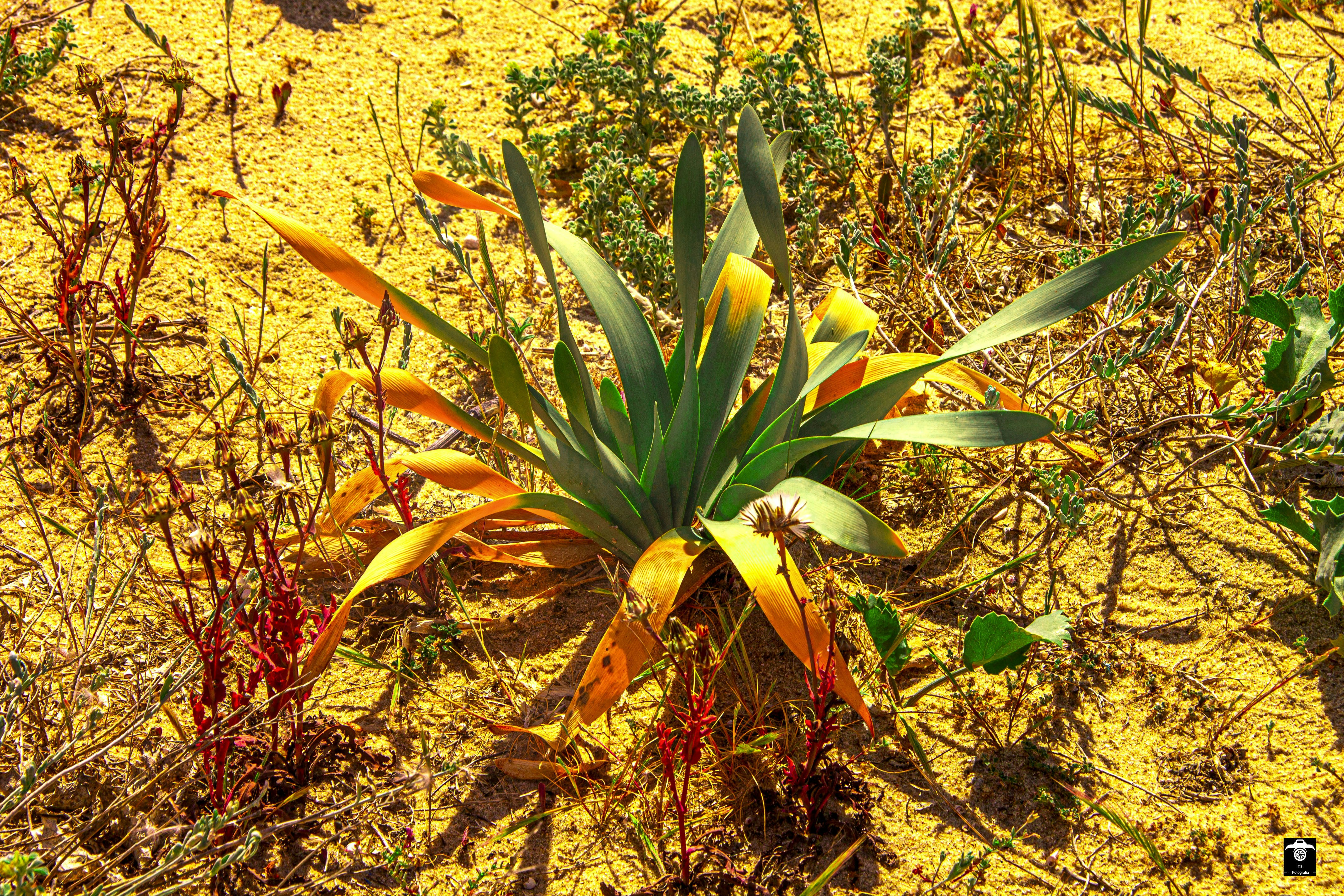 Sun-Washed Rosette: A Green Star Rising from Parched Sand