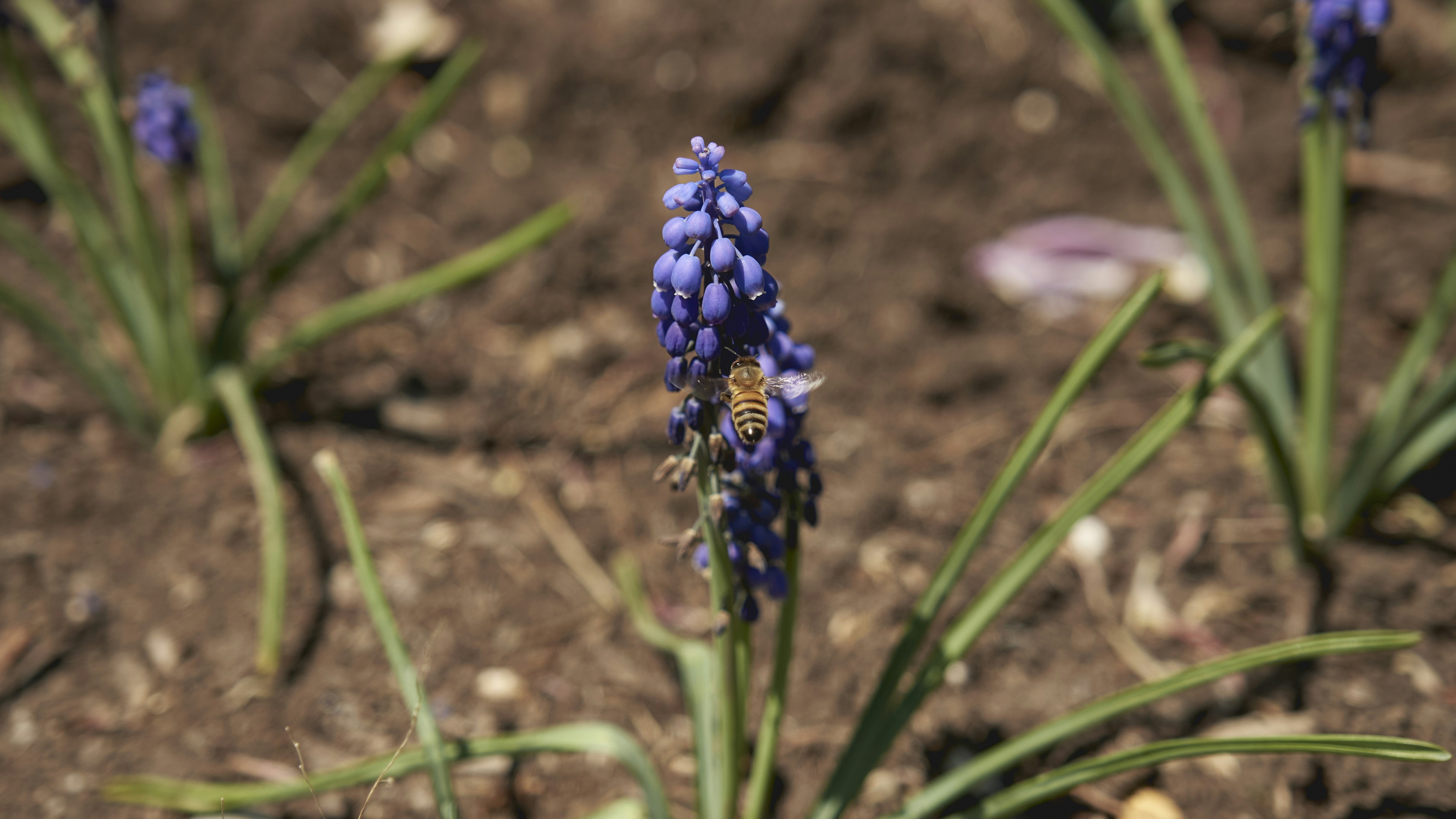 Bee Engaged on a Violet Spike: Sunlit Micro Scene