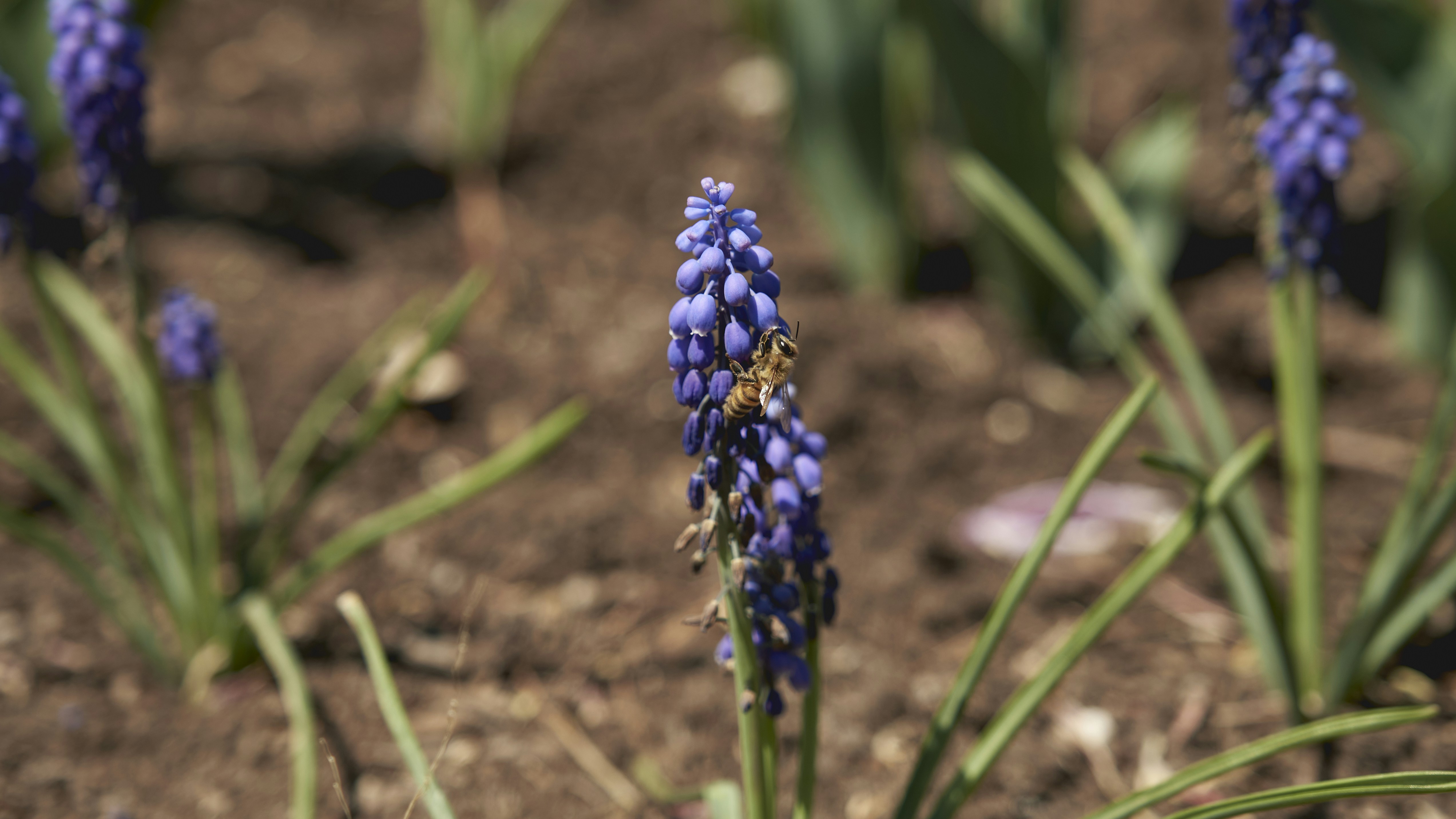 Photo by snap shoot with Fujifilm X-Pro2