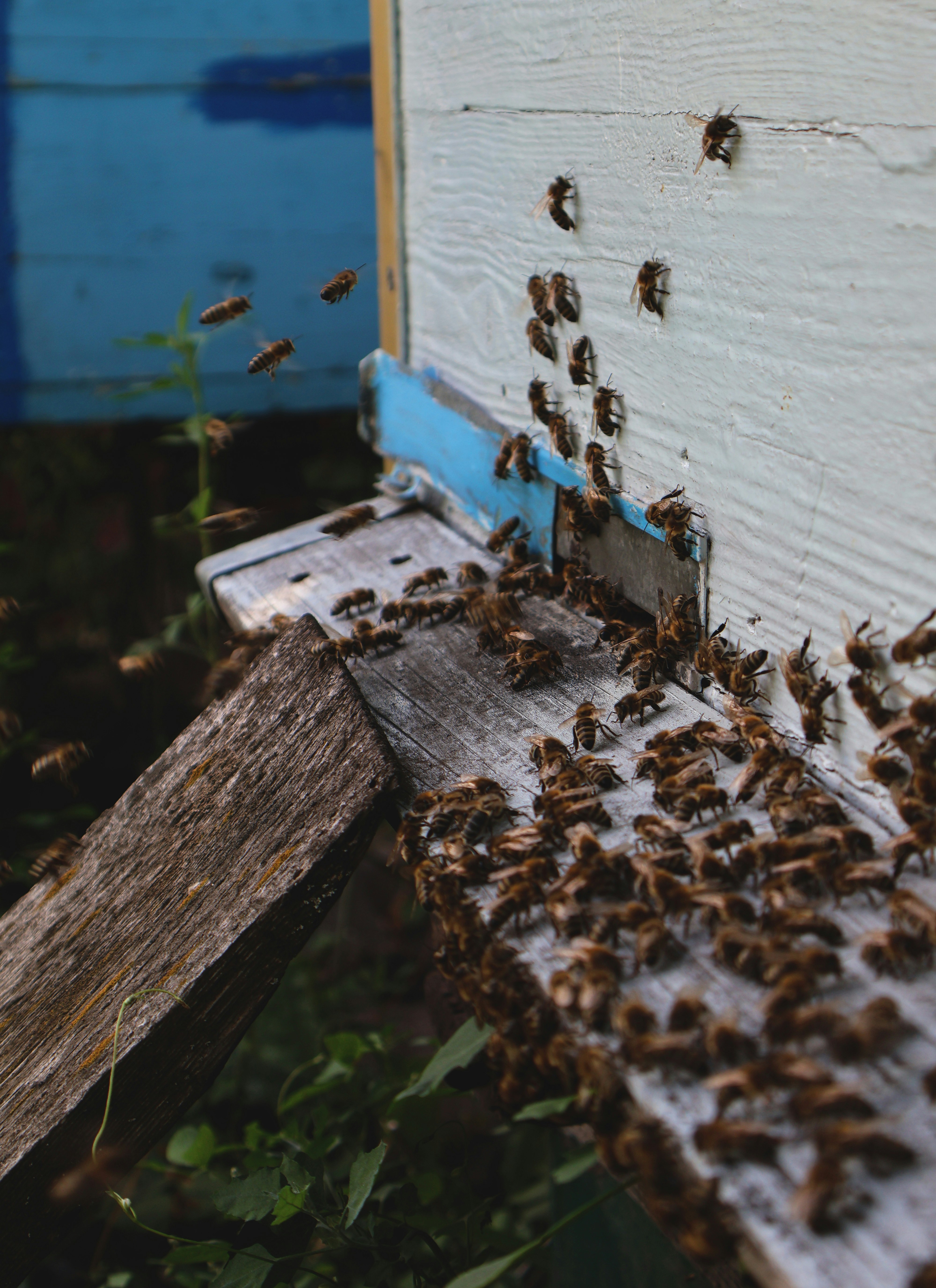 A swarm of bees on a beehive photo – Free Home Image on Unsplash