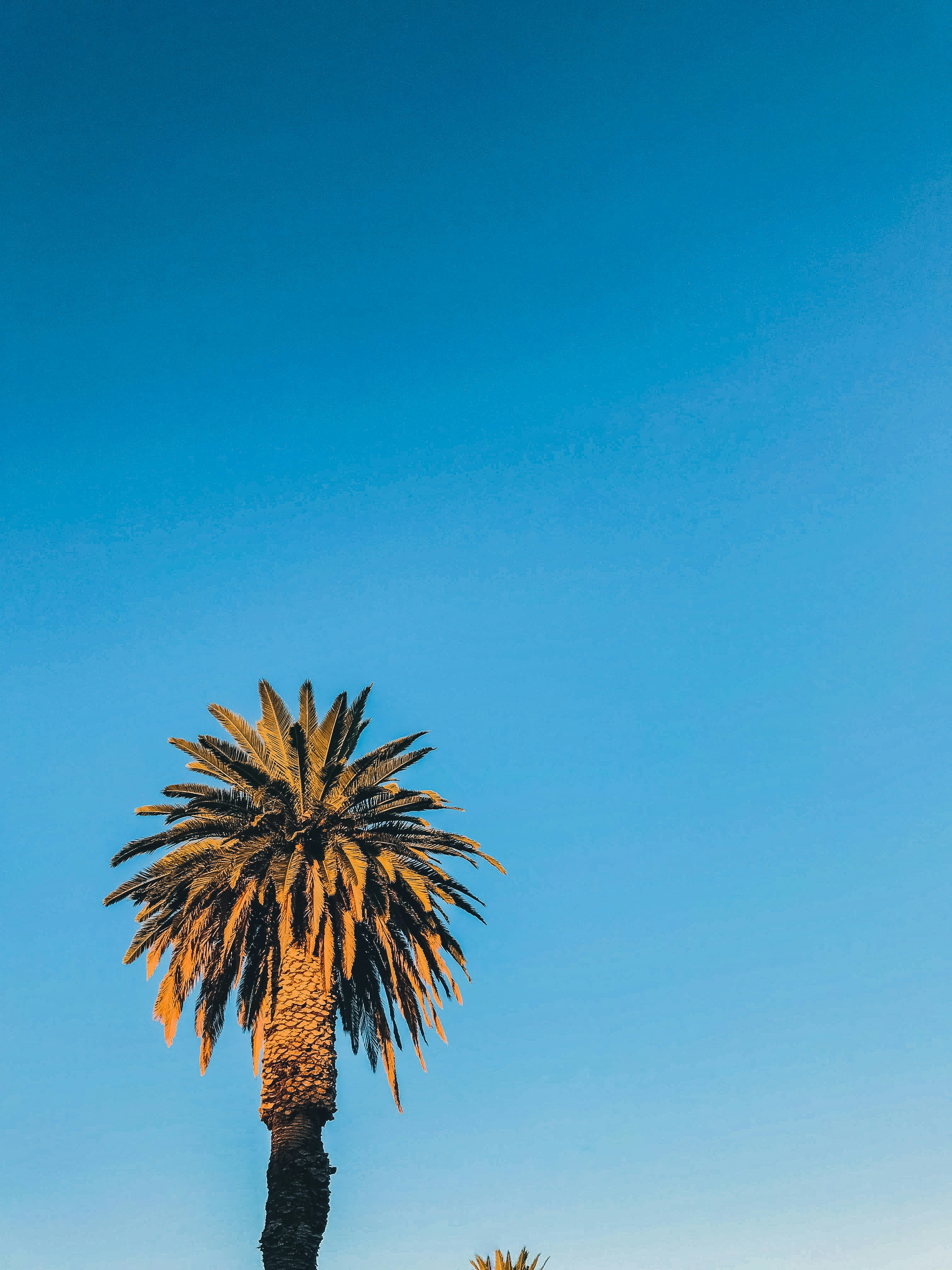 Single palm tree silhouetted against a clear blue sky at sunset.