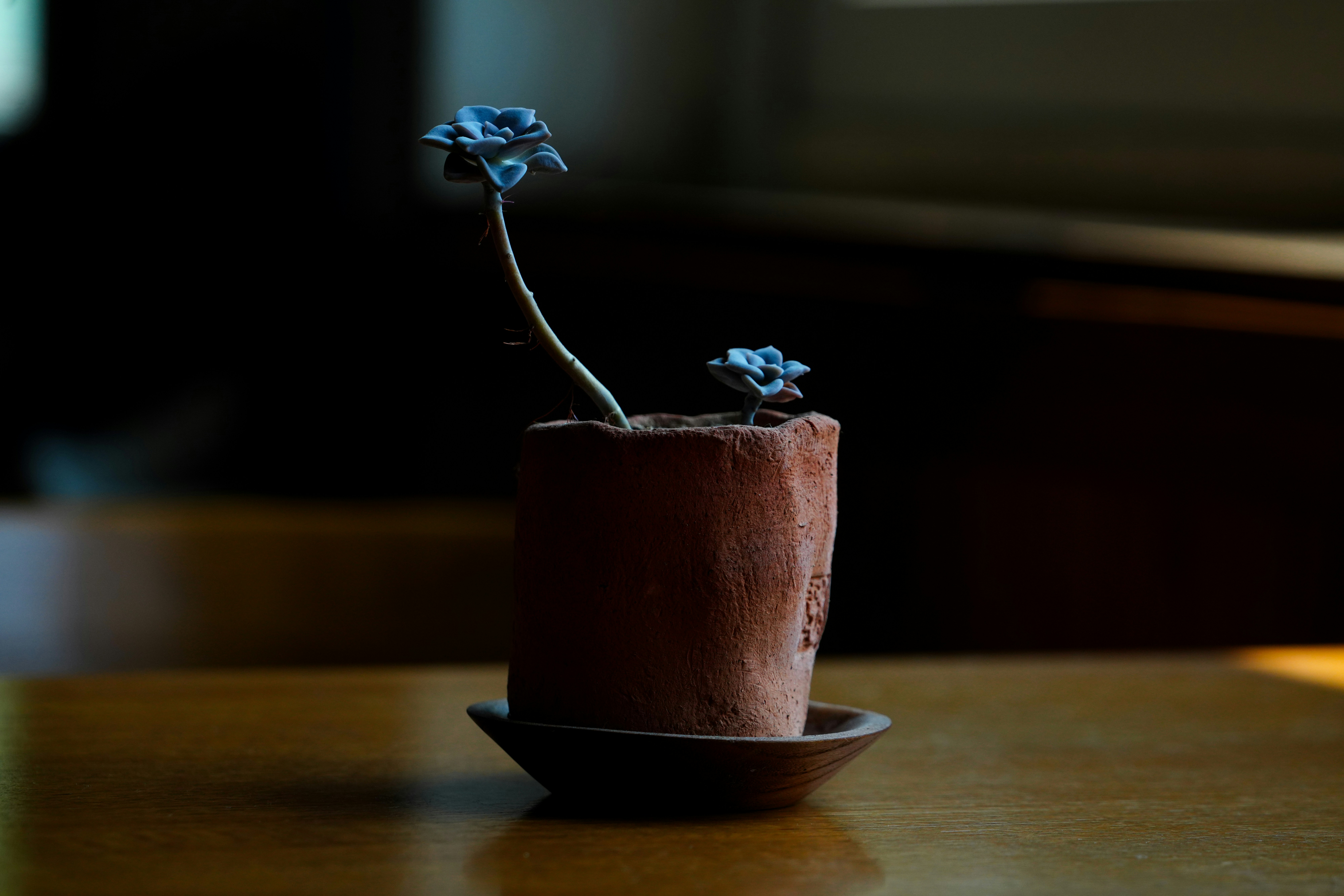 Indigo Bloom in a Tiny Ceramic Vessel