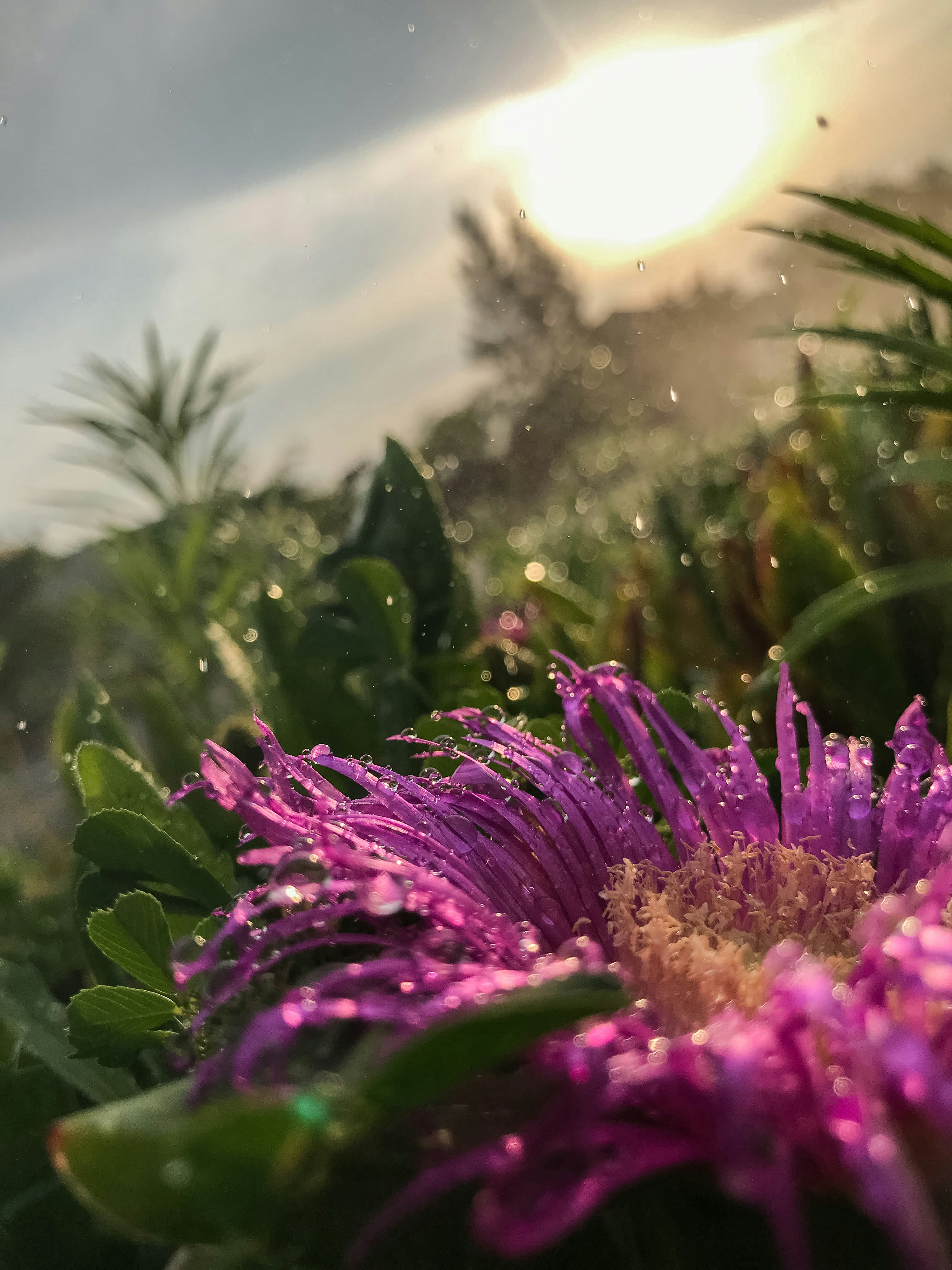 Dew-Kissed Purple Bloom in Golden Hour Garden