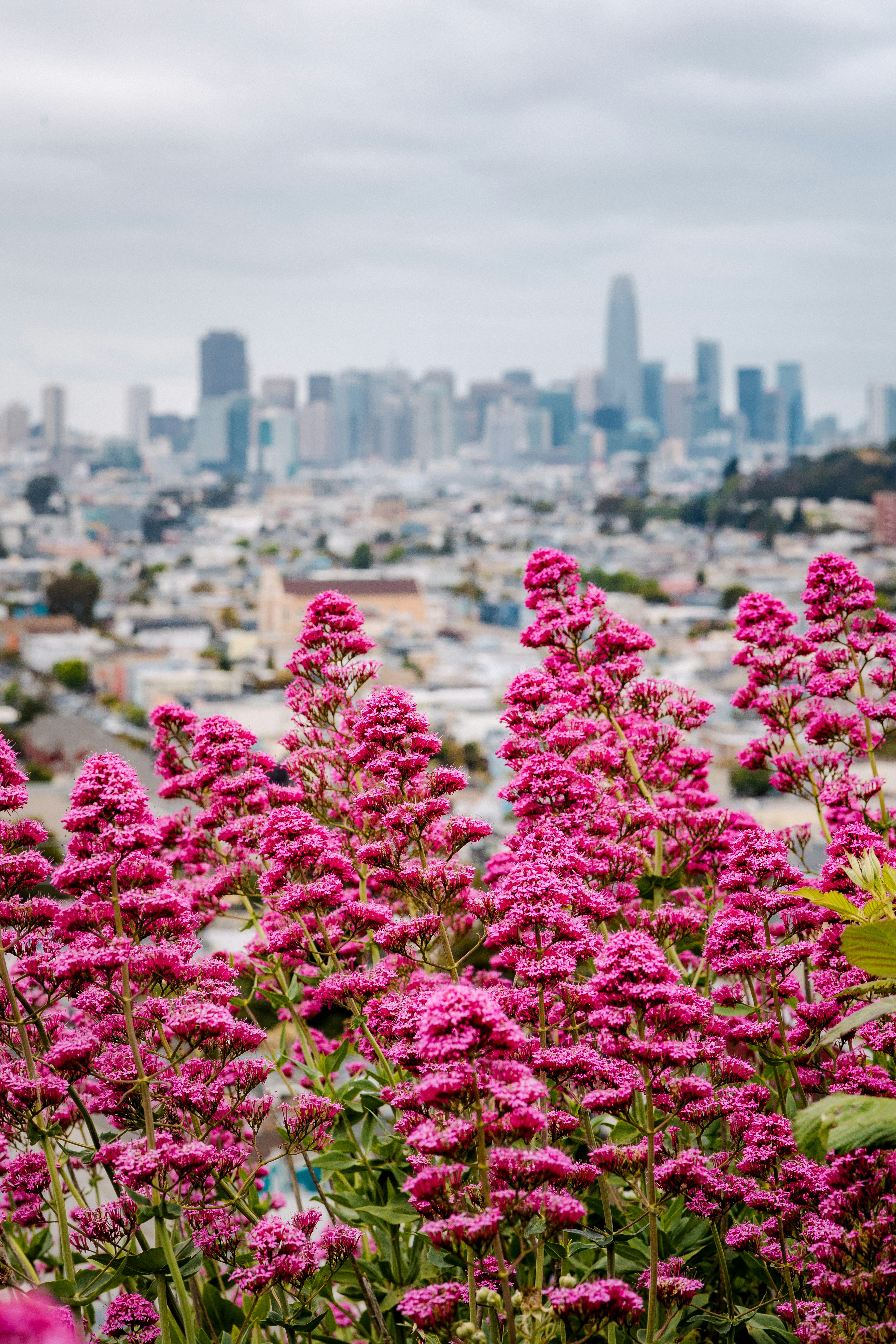 Crimson blooms foreground the distant city