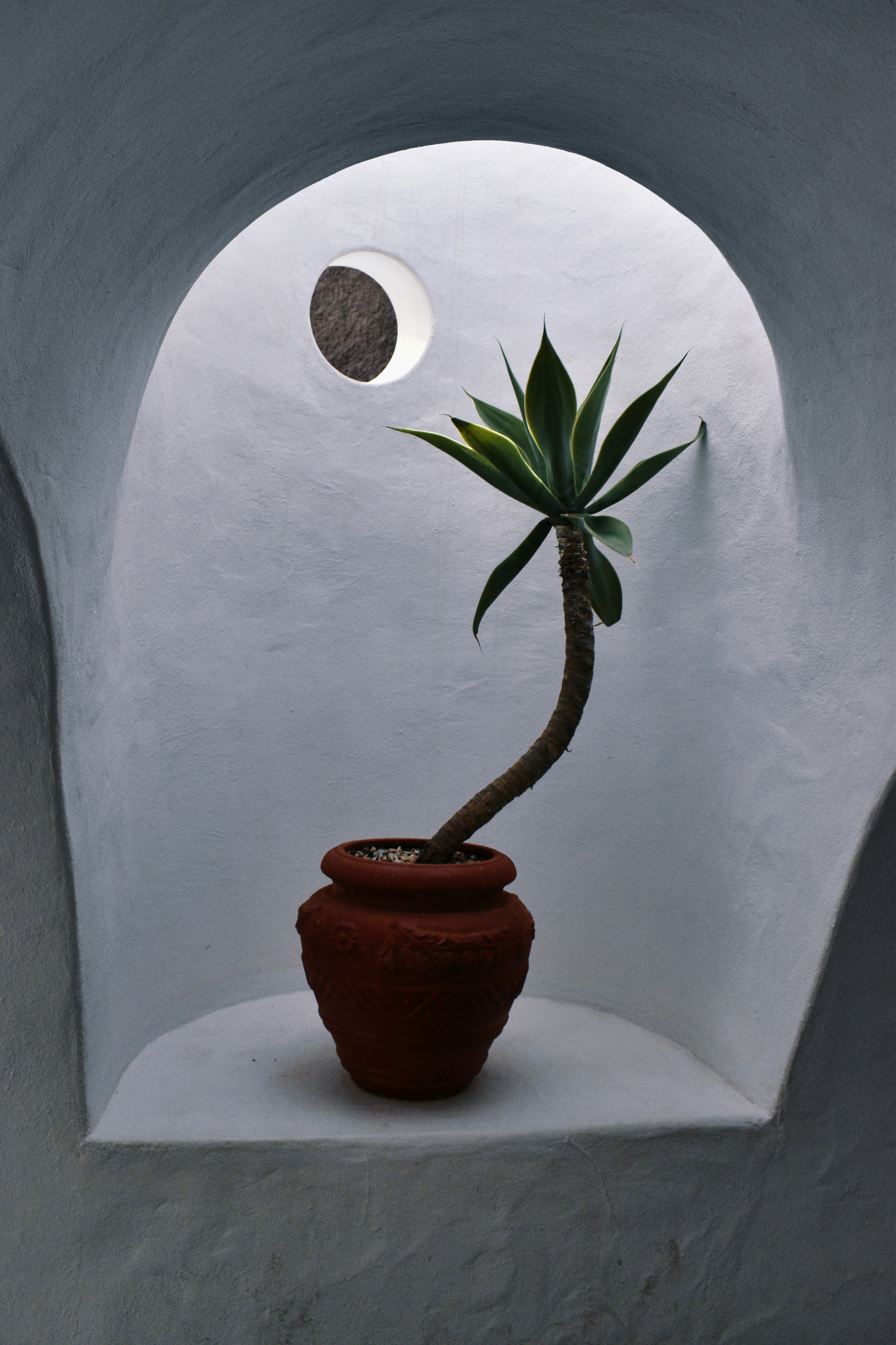 S-Curve Yucca in a Minimal White Alcove