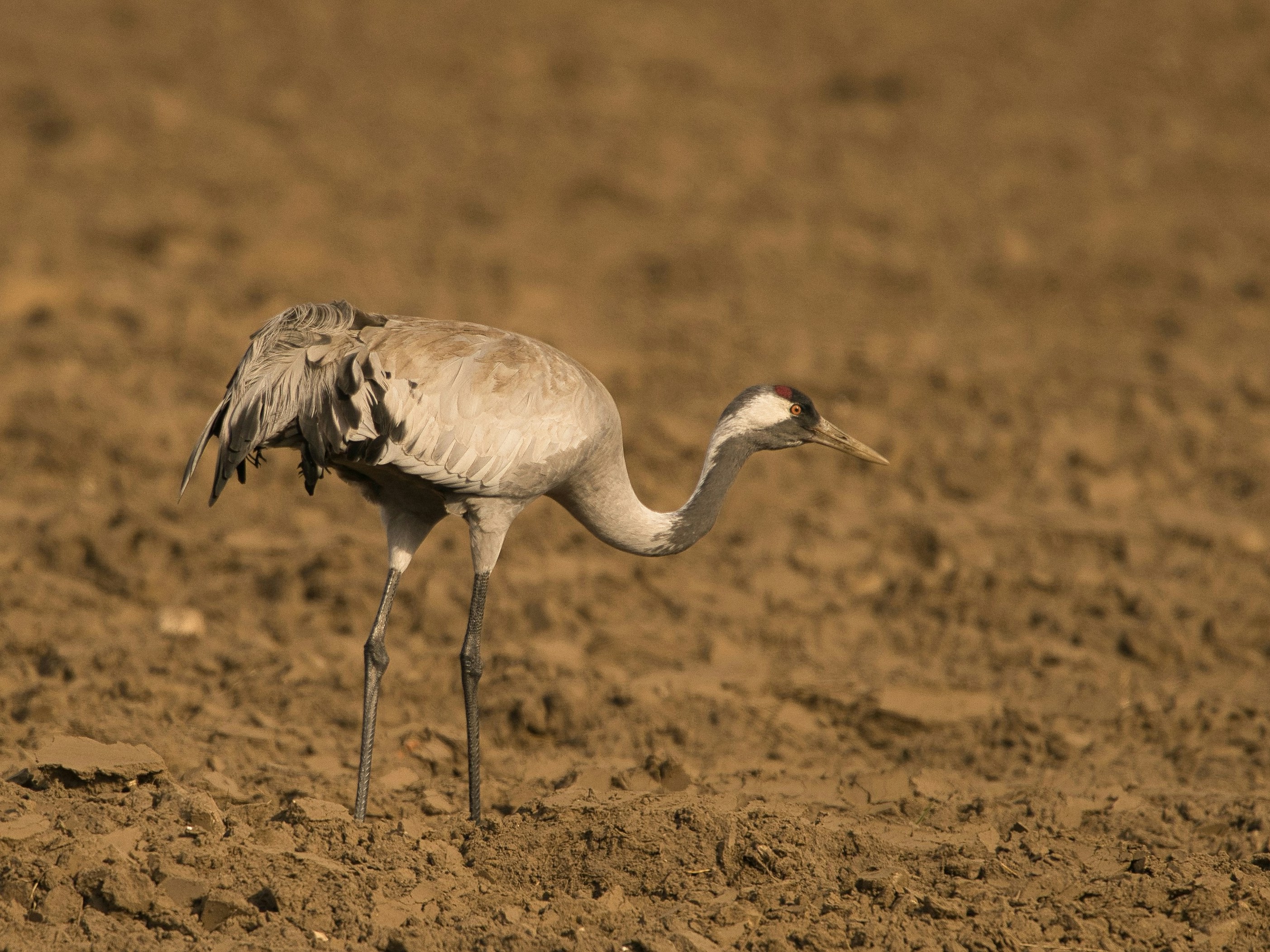 Sun-Burnished Sarus Crane on a Cracked-Brown Plain
