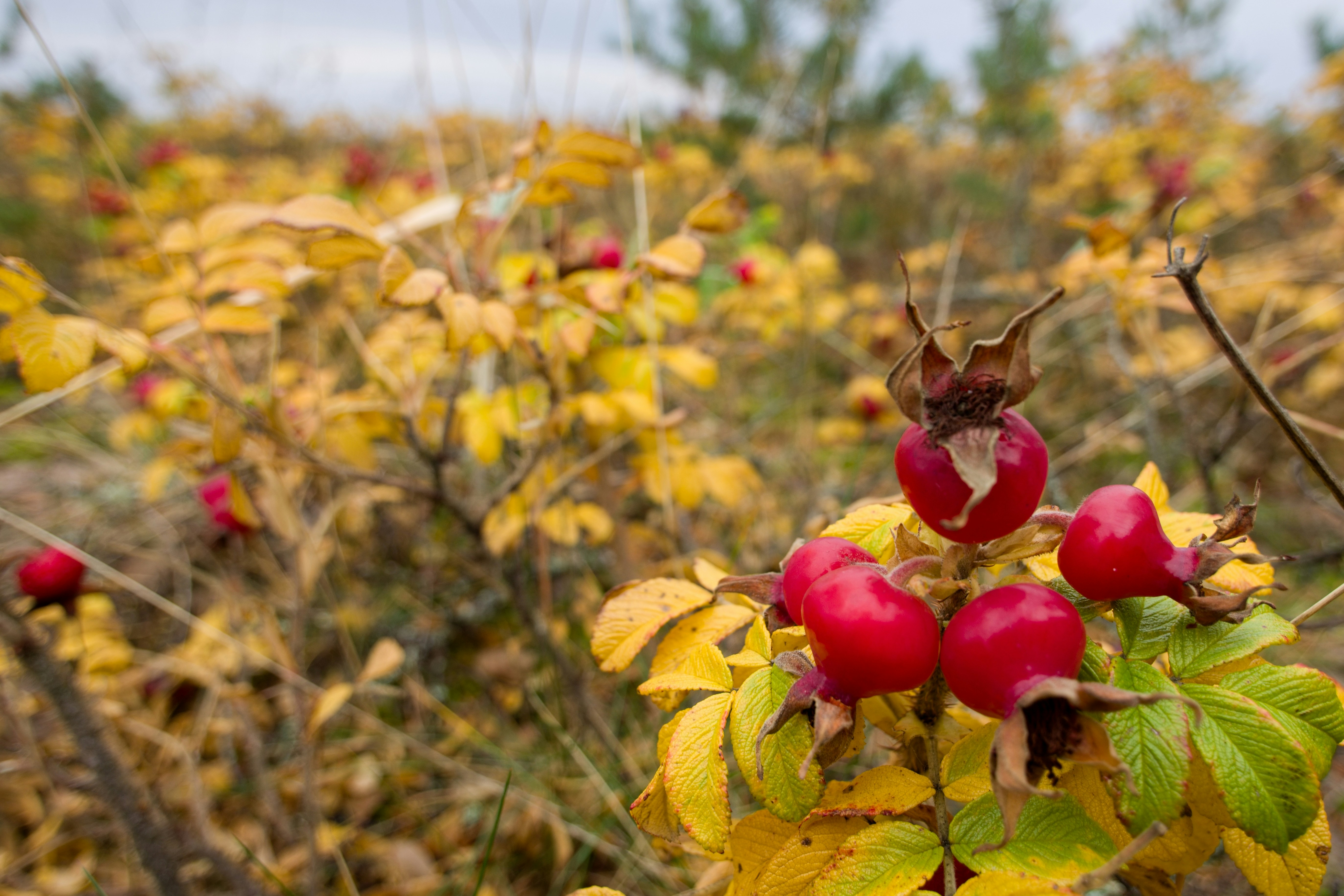 Photo by Andrus Lukas with Pentax K-70
