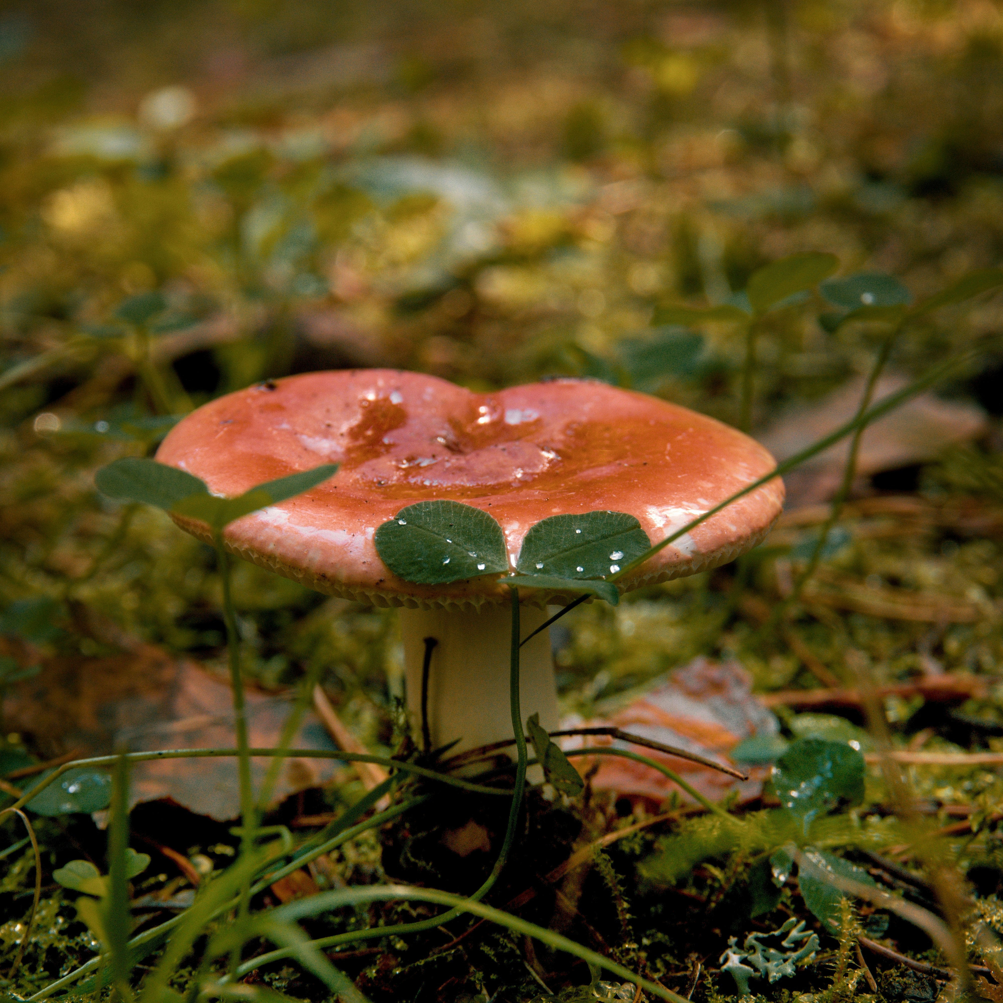 Scarlet-Capped Mushroom Nestled in Moss and Dew