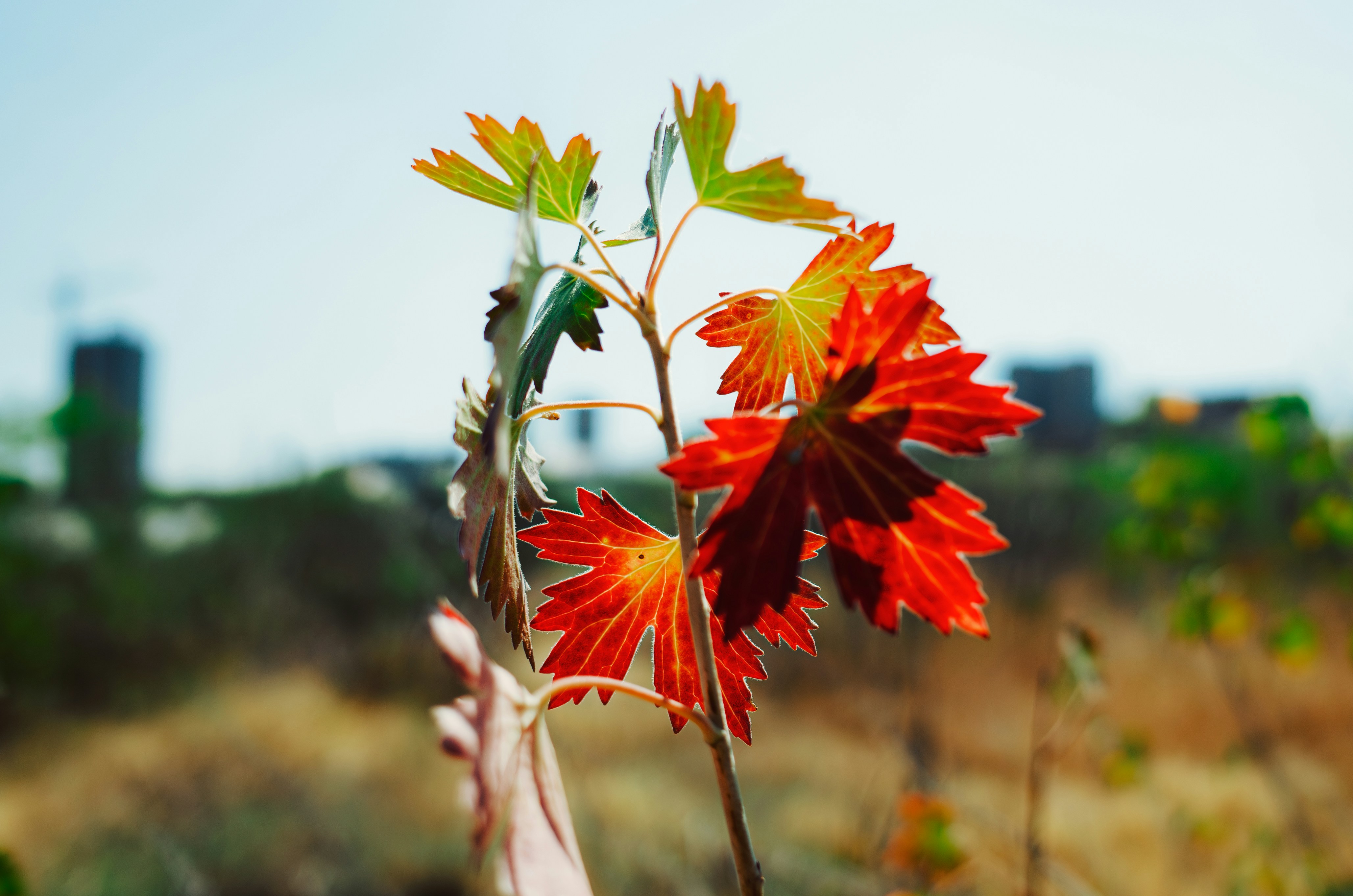 Crimson Maple in the City Blur