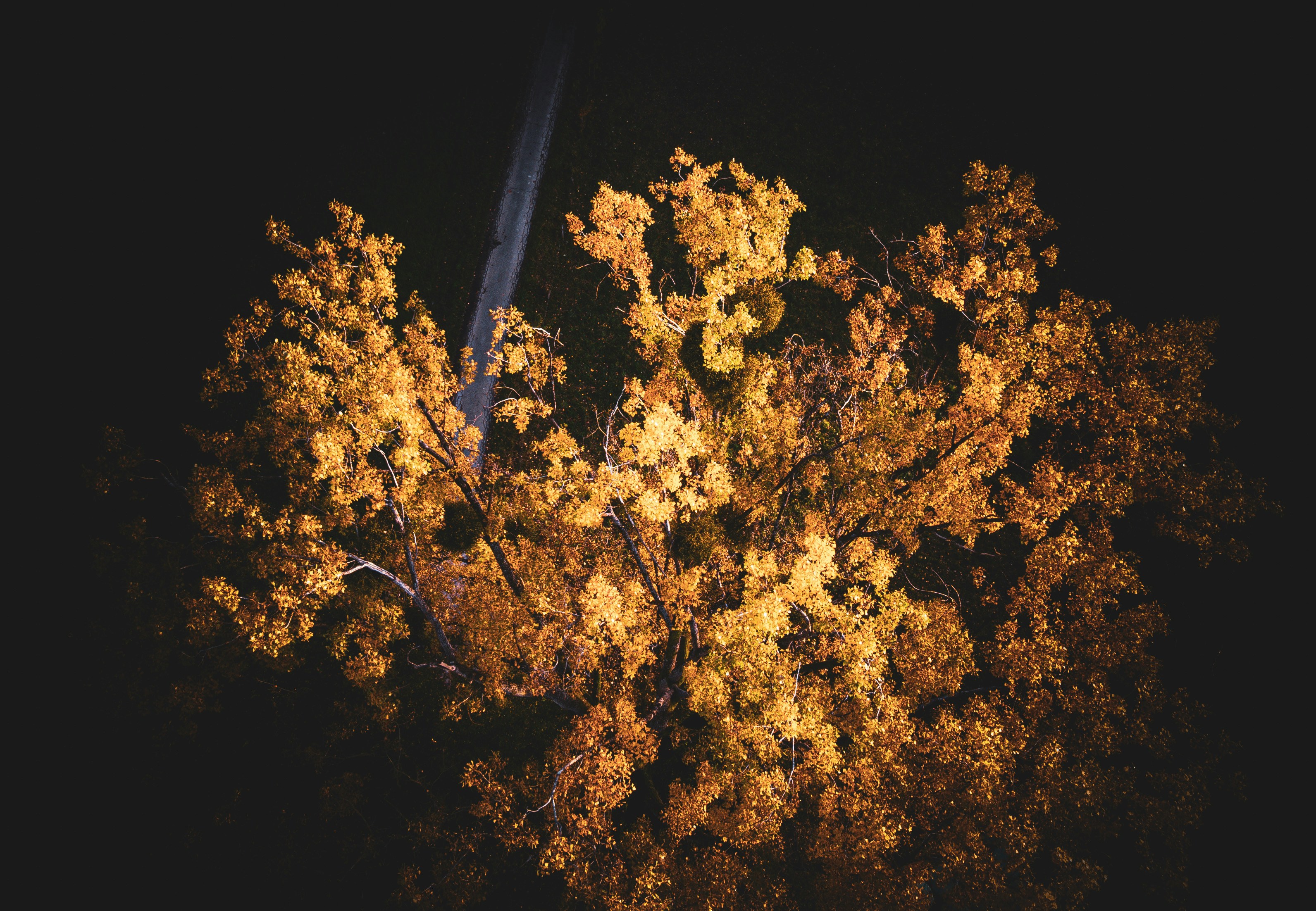 Nightfall Canopy: A Droned Golden Tree Illuminated Against Velvet Darkness