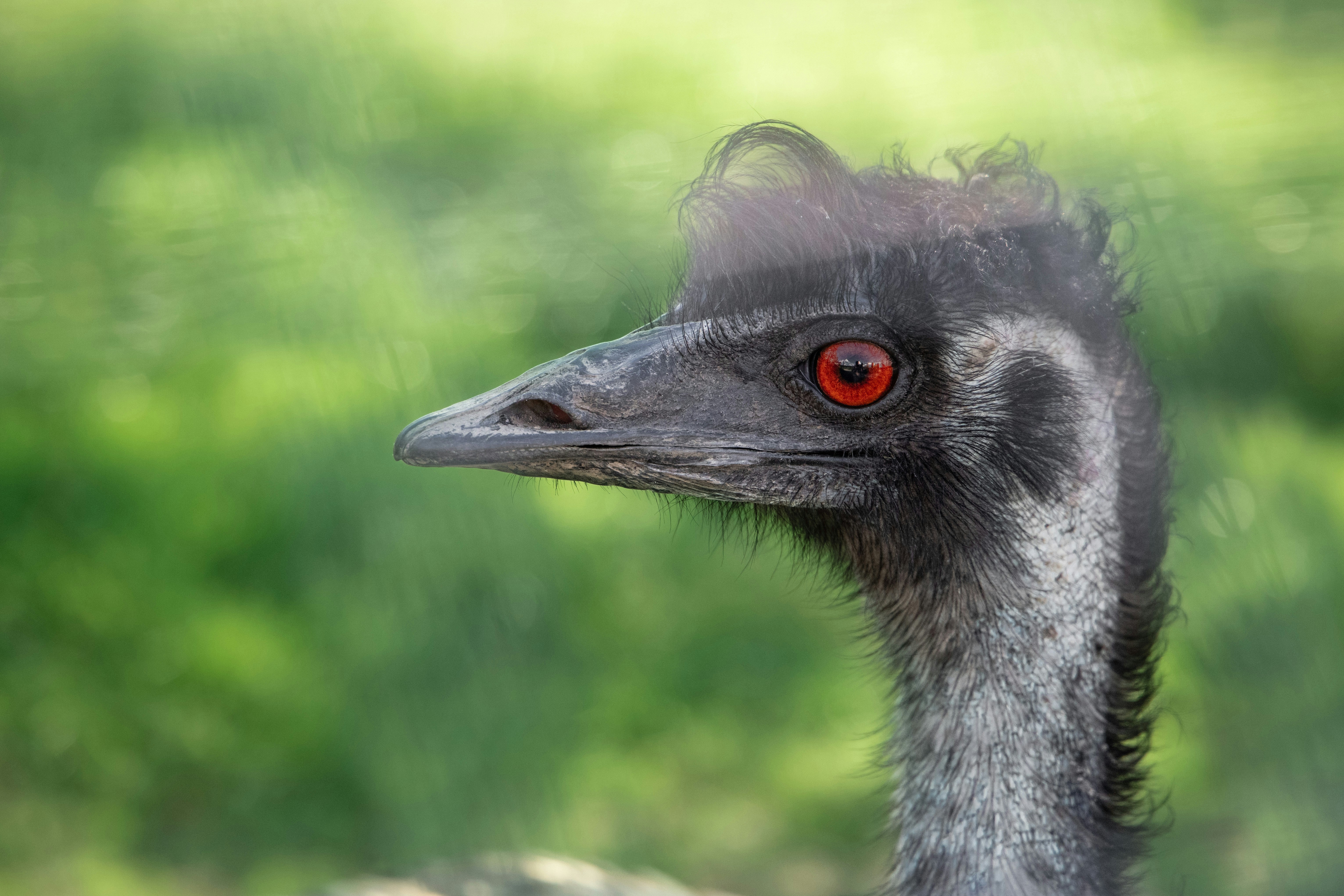 A close up of a bird with a blurry background photo – Free Bird Image ...