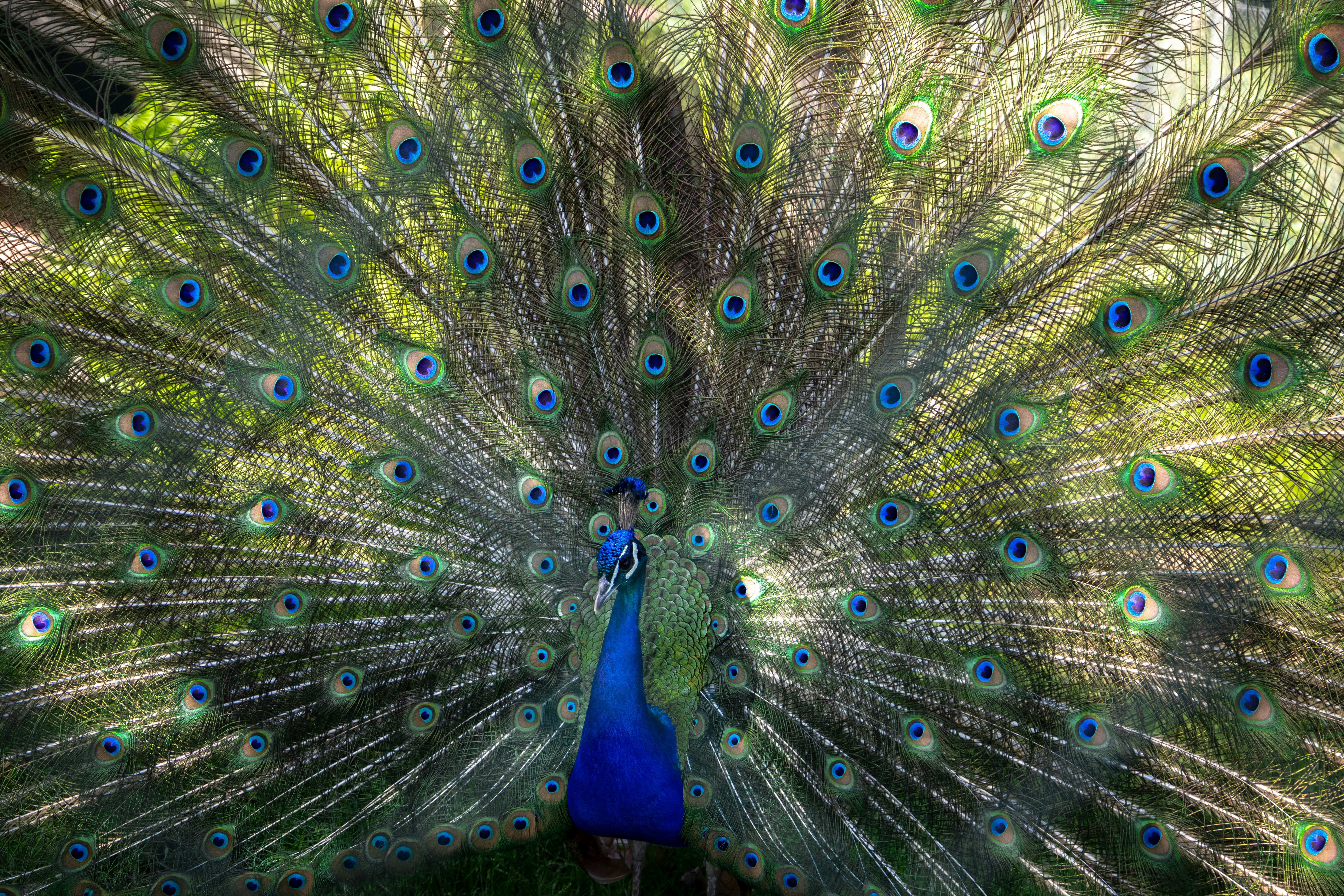 Centered Symphony of Eyes: A Peacock Unfurls Its Royal Fan