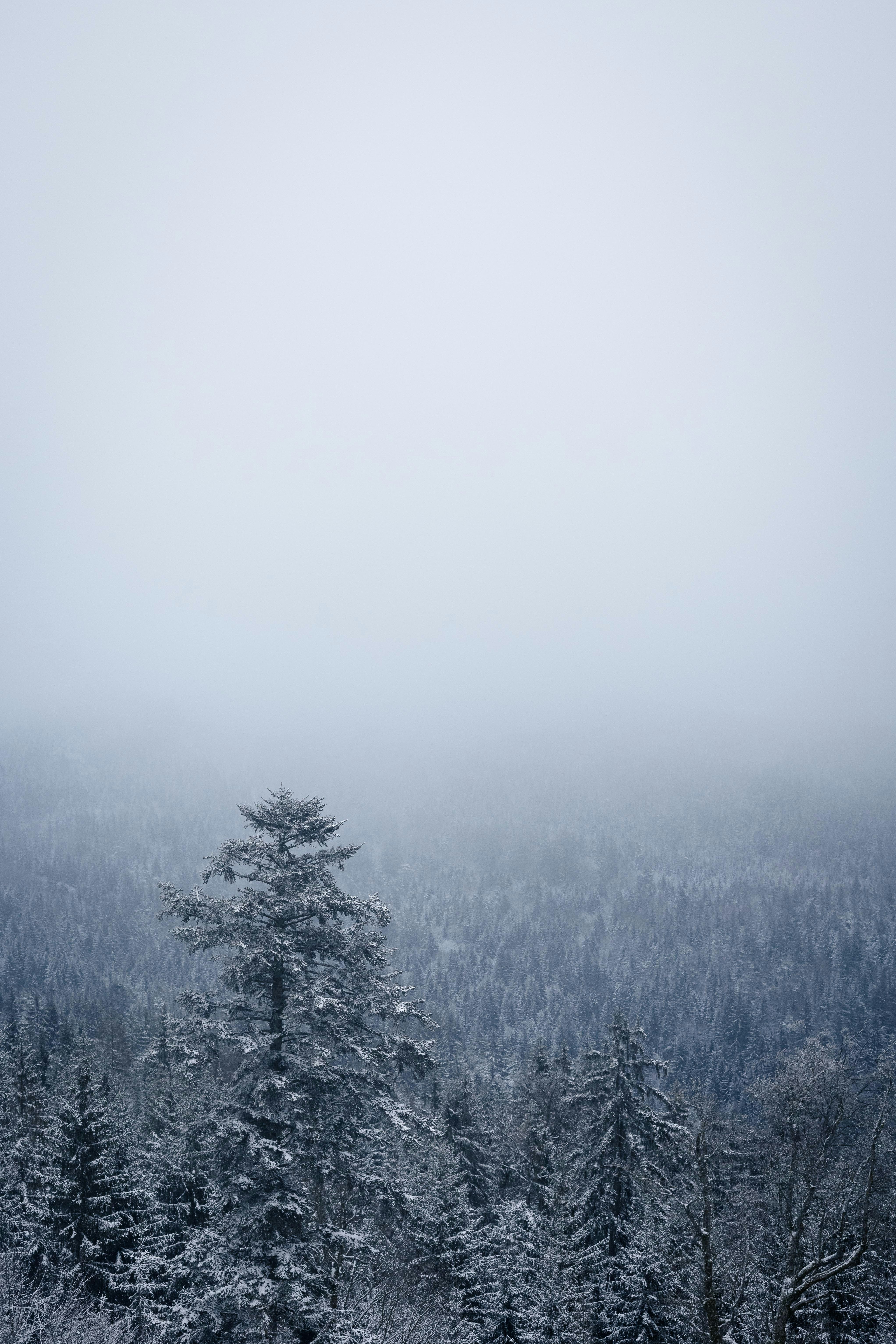 A snow covered forest with trees in the foreground photo – Free Forest ...