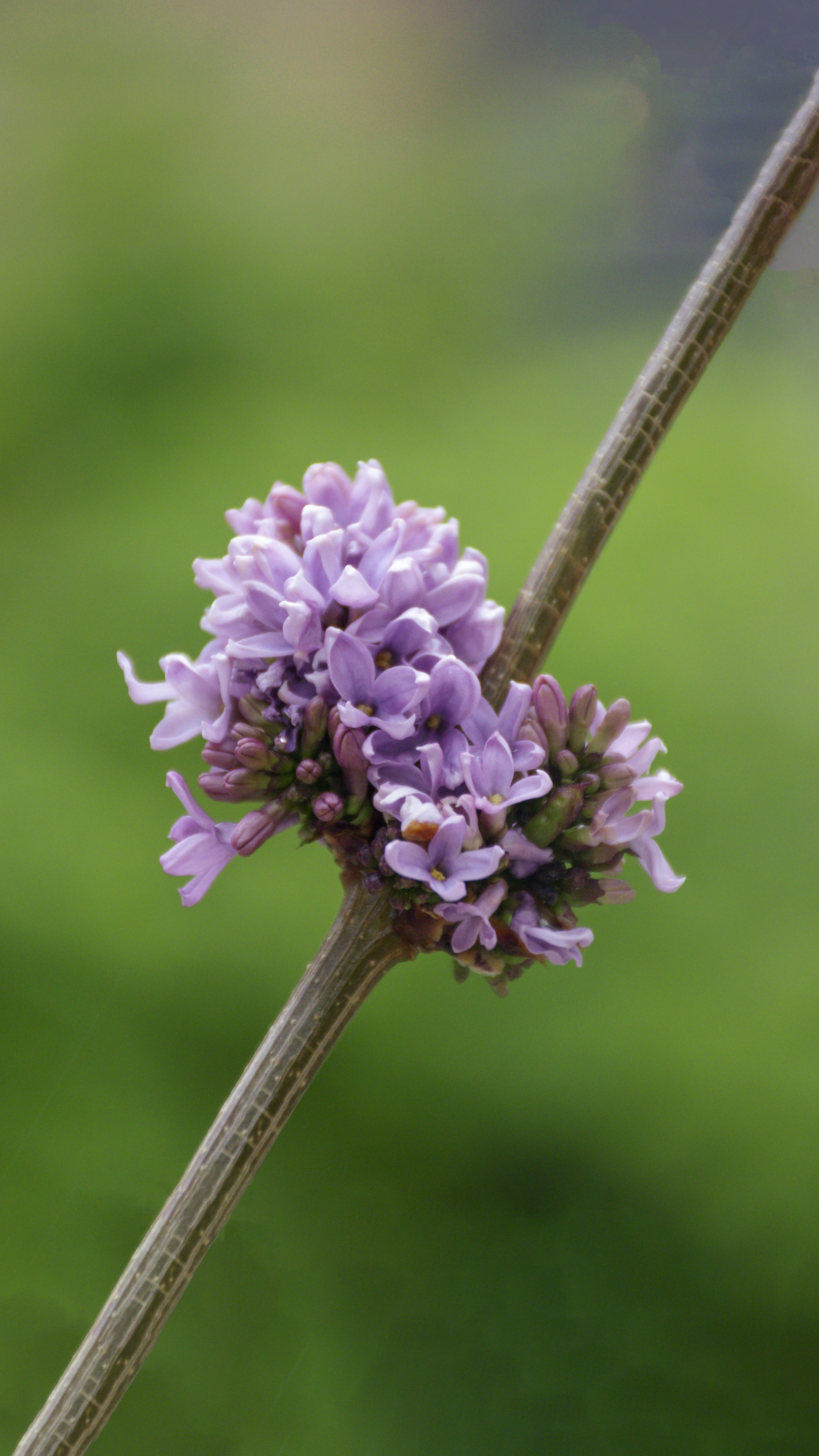 Diagonally Blooming Violet: A Tiny Bloom on a Weathered Stem
