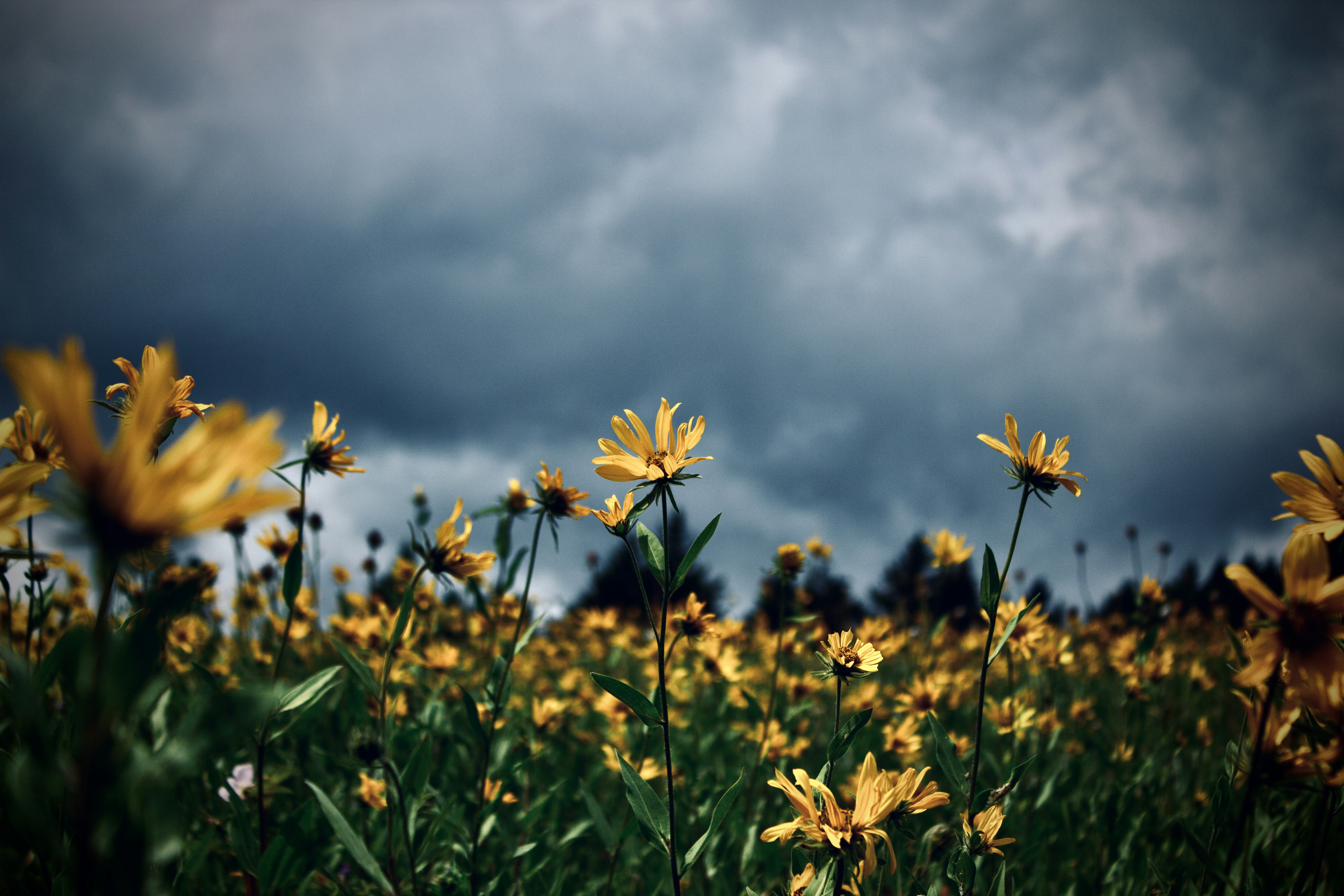 Amber Daisies Hold Ground Under a Brewing Storm