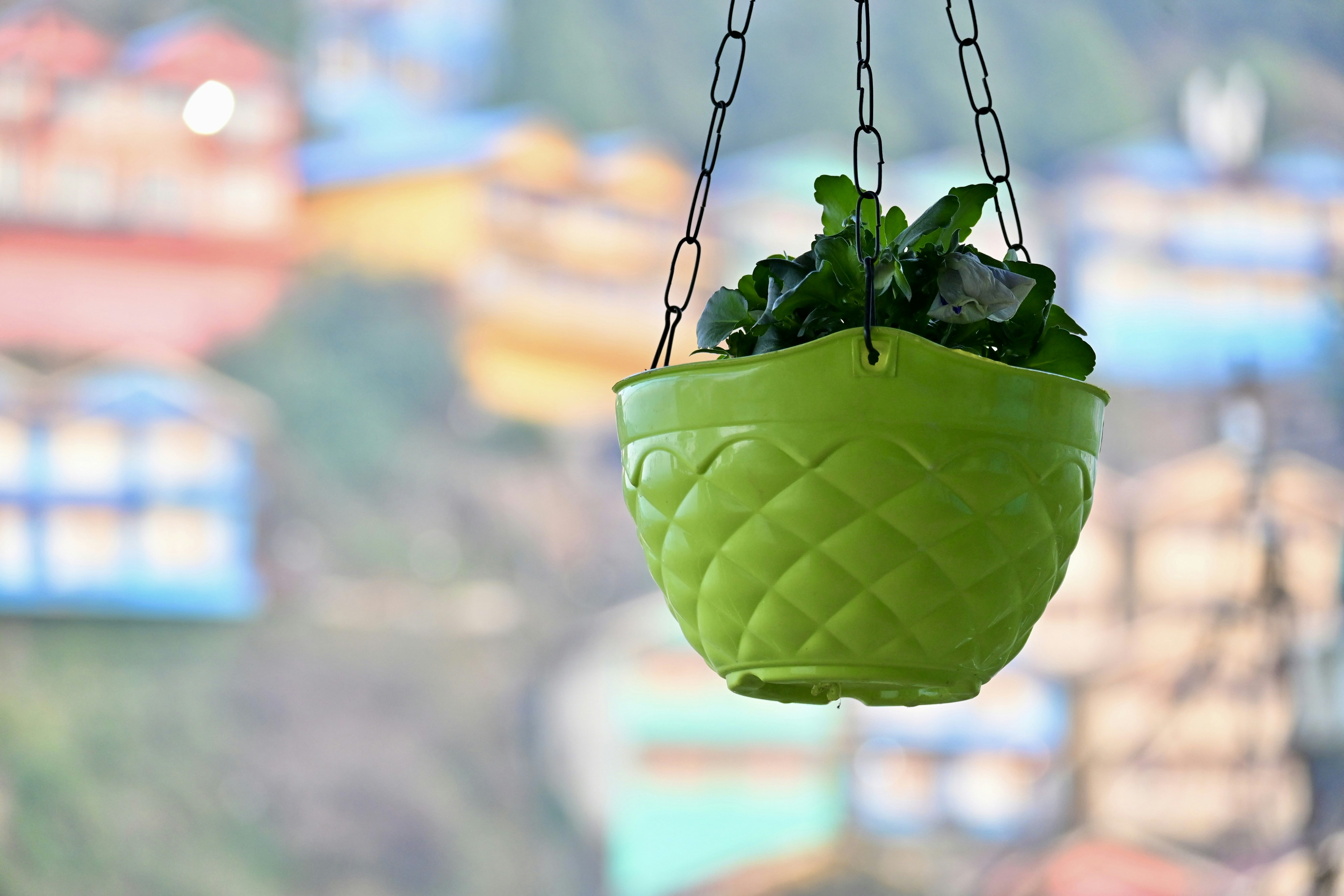 Emerald Hanging Plant Anchors a Soft-Blurred Cityscape