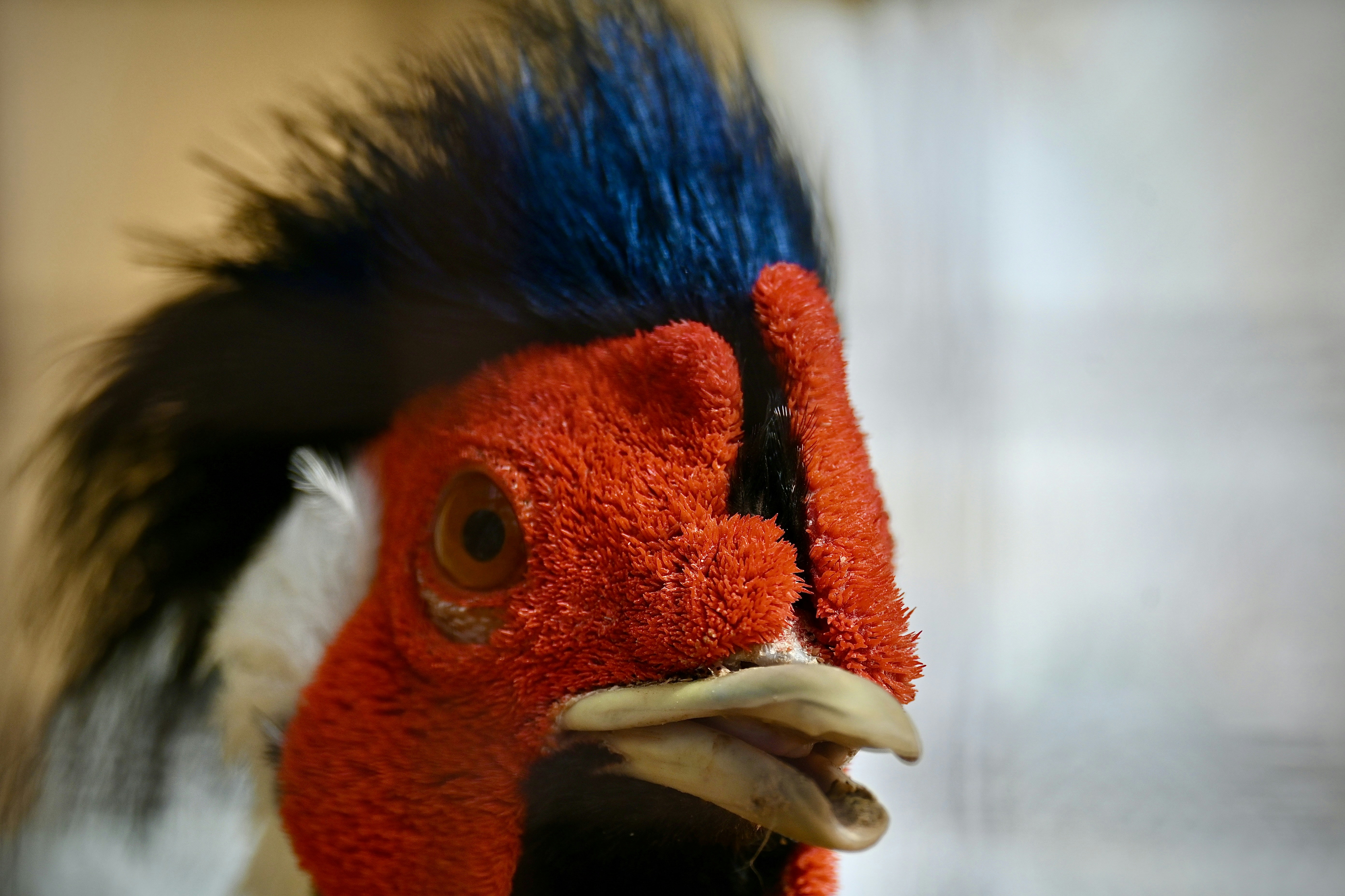 Crimson Crest, Electric Blue: A Close-Up Rooster Portrait
