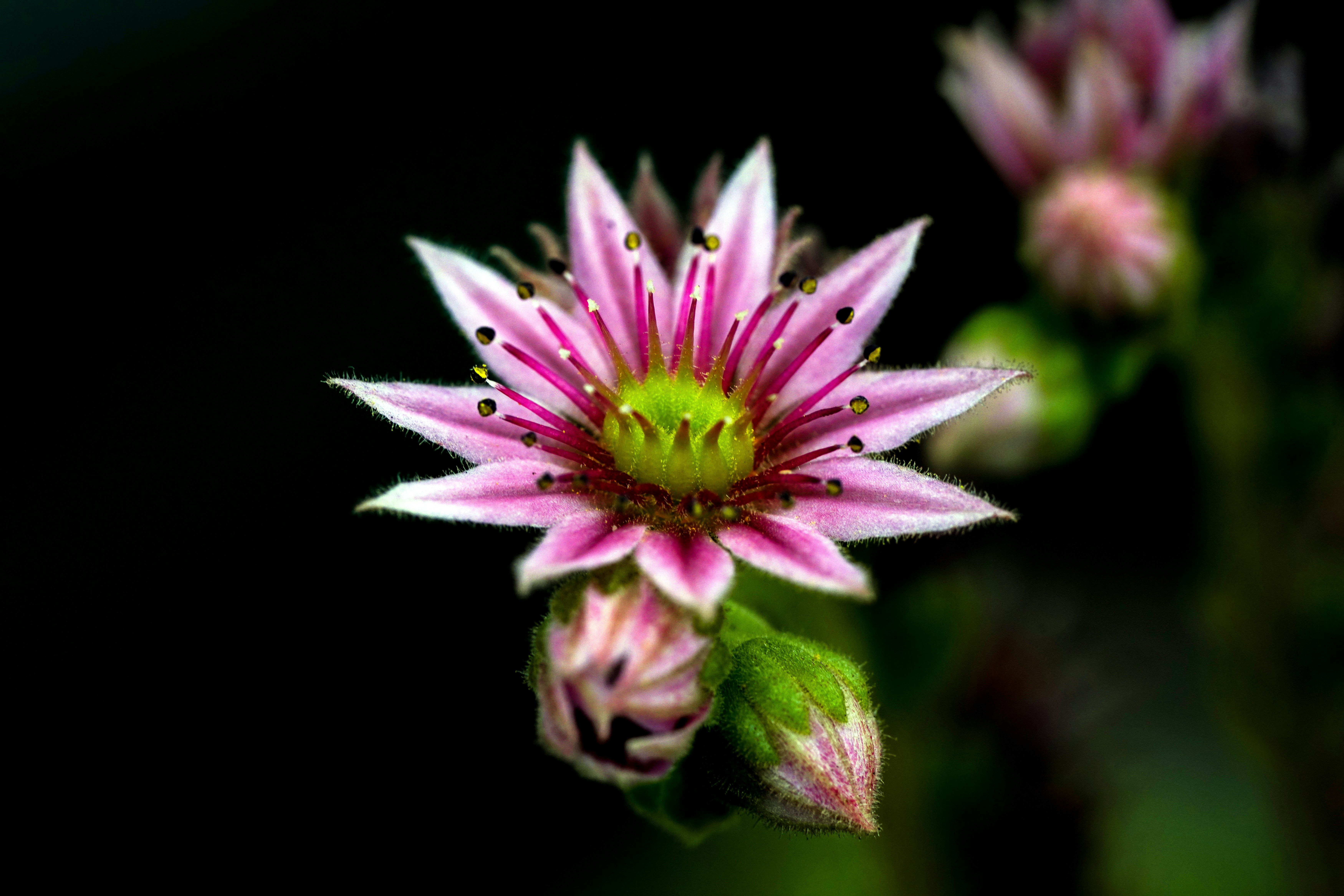 Petal Prism: Macro Portrait of a Pink Starflower Against Velvet Black