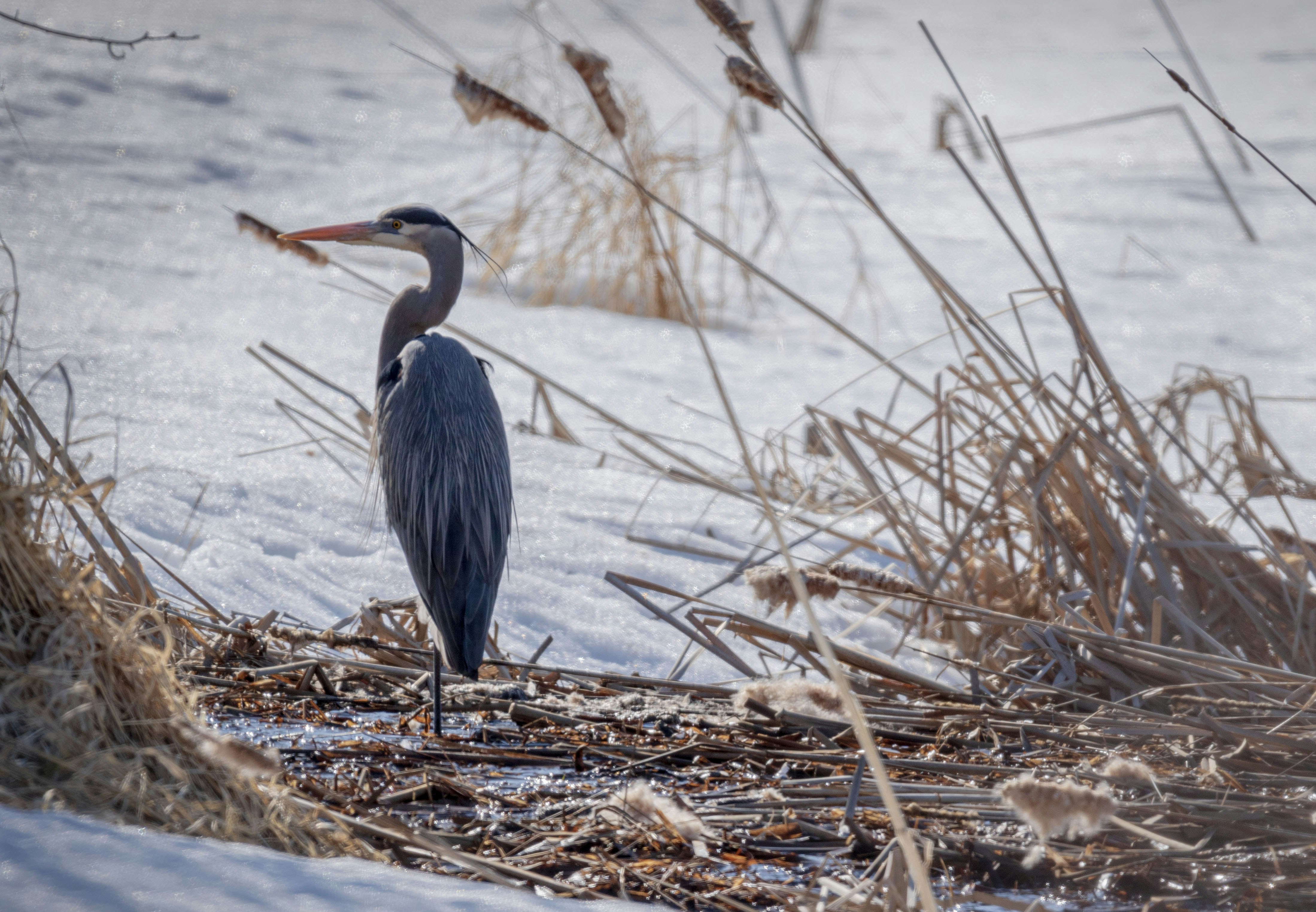 Winter Sentinel: Great Blue Heron at the Frosty Shore