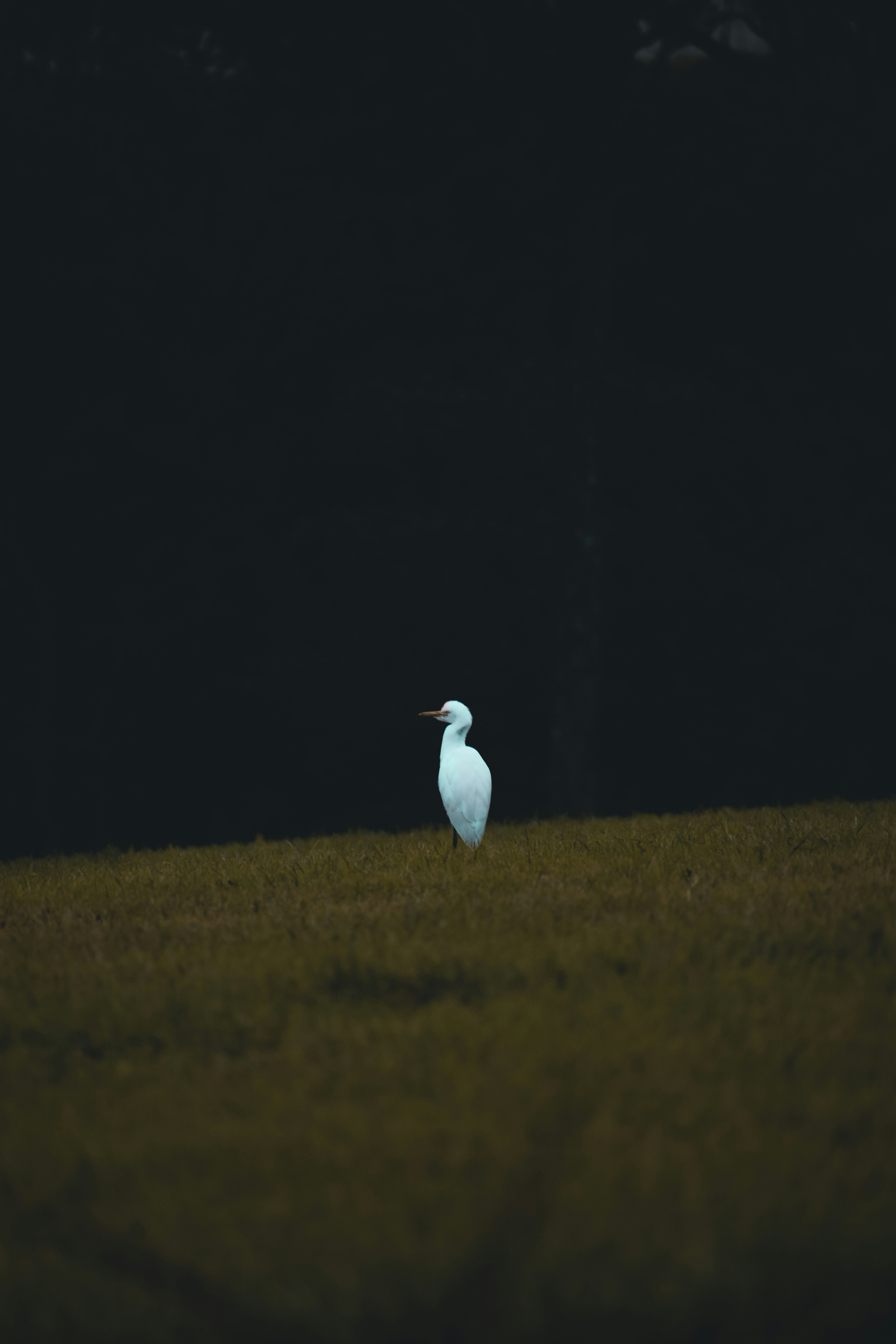 White Egret on a Grass Slope Beneath Velvet-Dark Forest