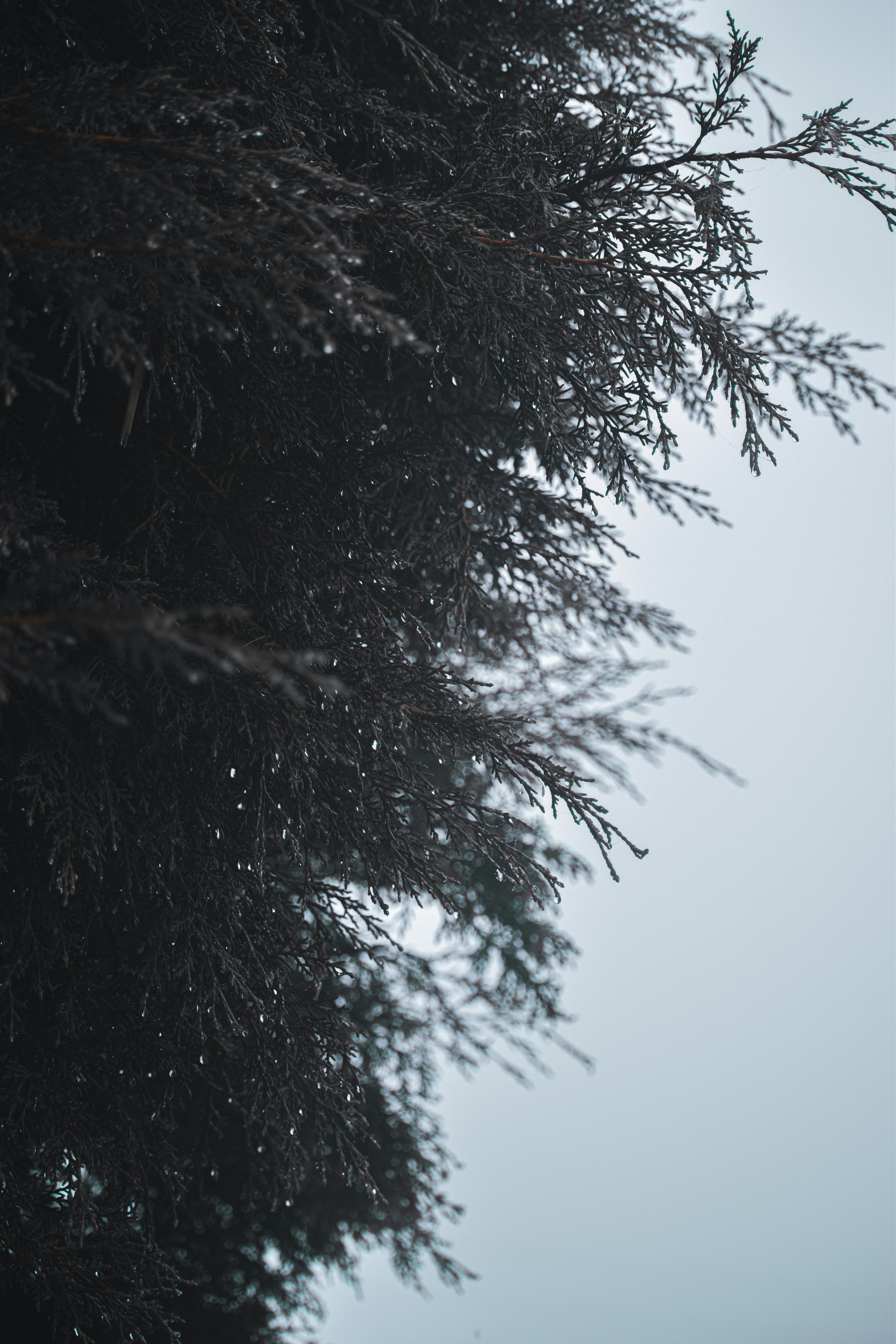Frost-Laced Pine Fringe Against a Muted Winter Blue