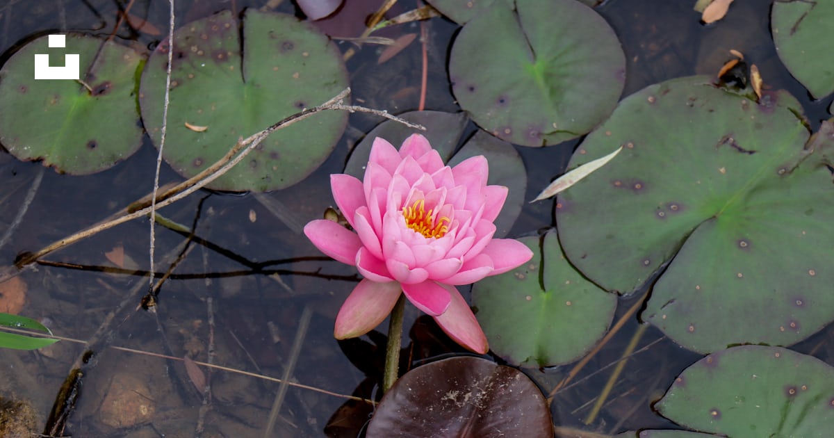 A Pink Water Lily In A Pond With Lily Pads Photo Free Flower Image On Unsplash