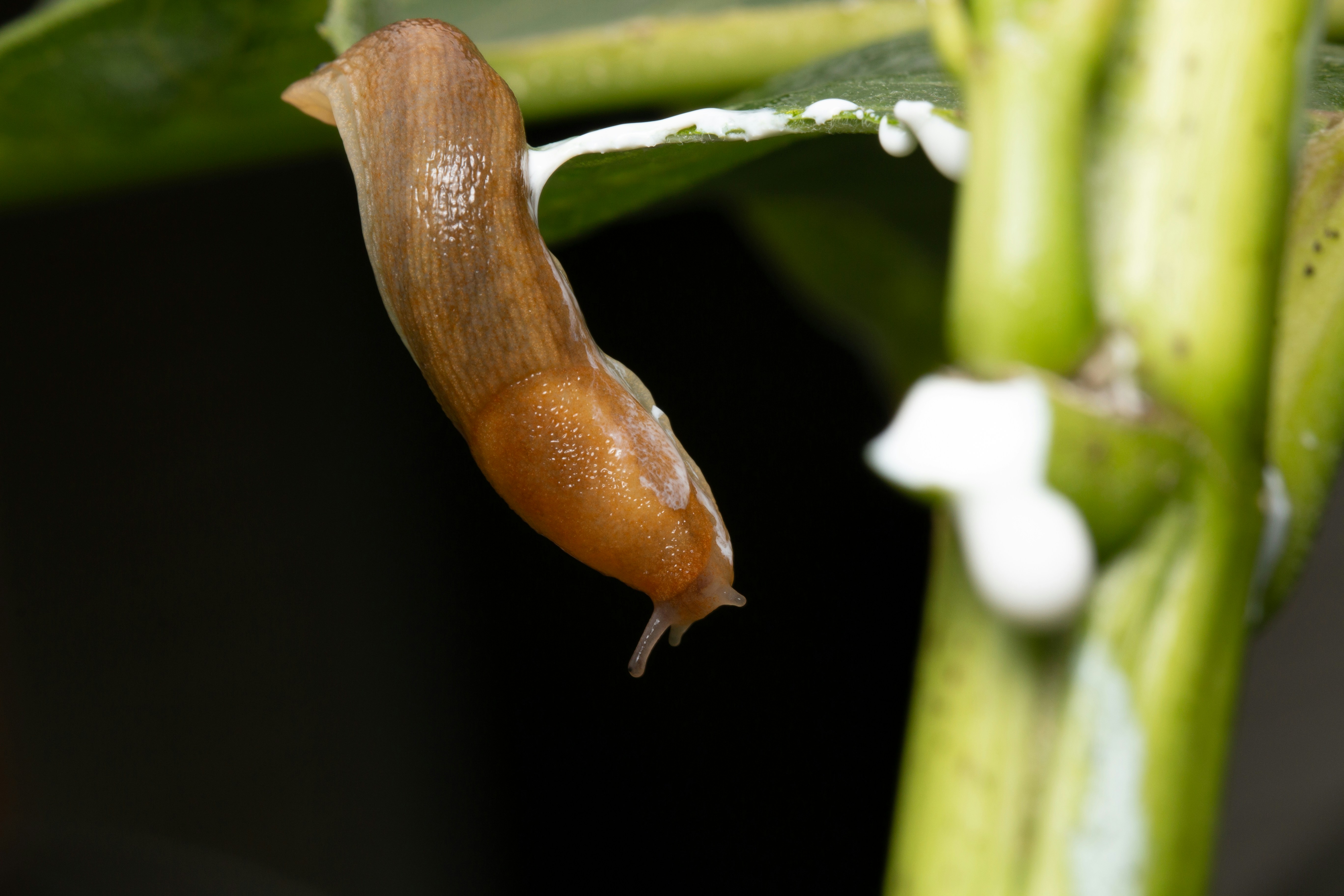 A brown slug crawling on a green plant photo – Free Insect Image on ...