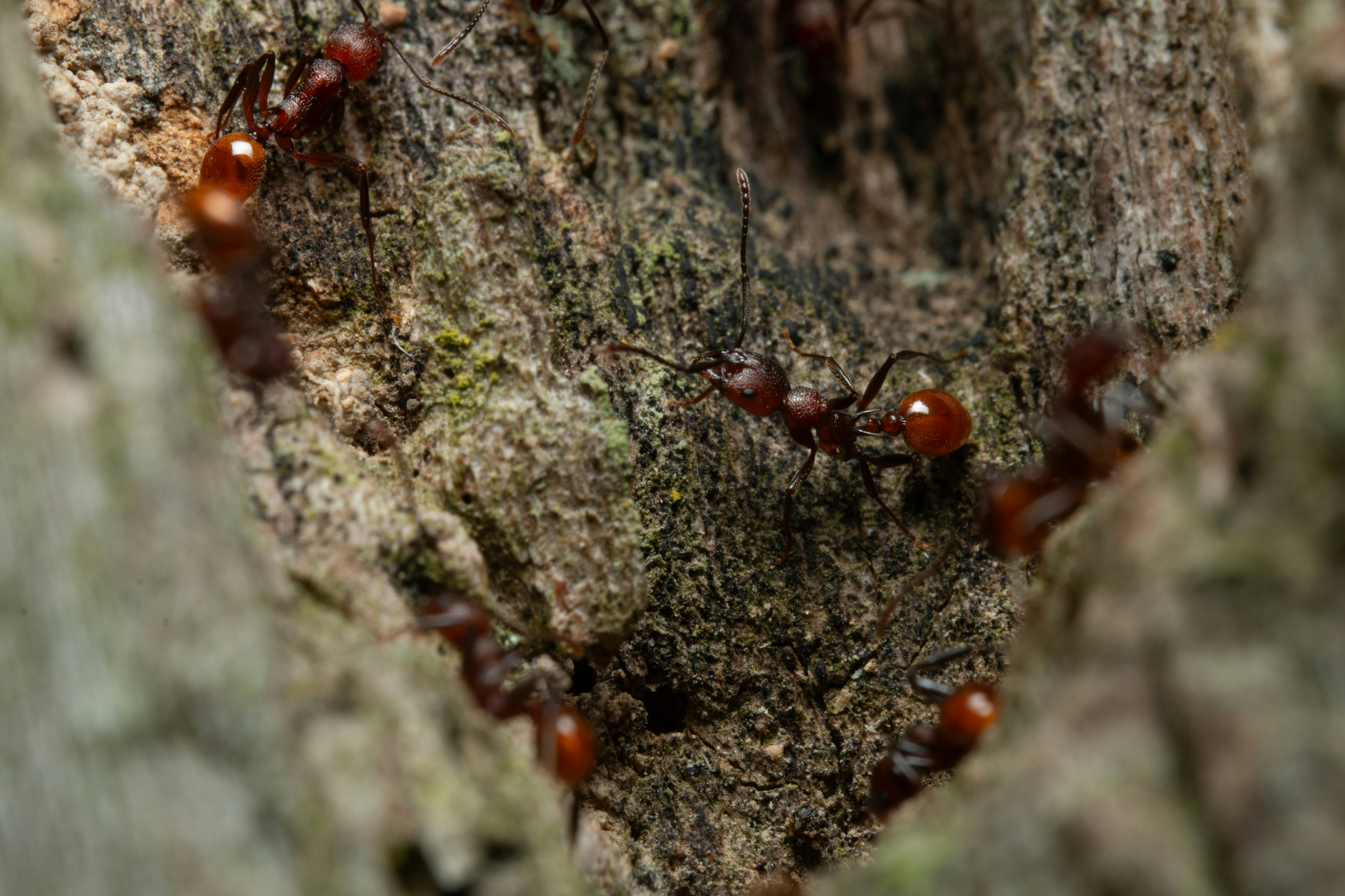 Crimson Ant Trail Across a Weathered Bark Crevice