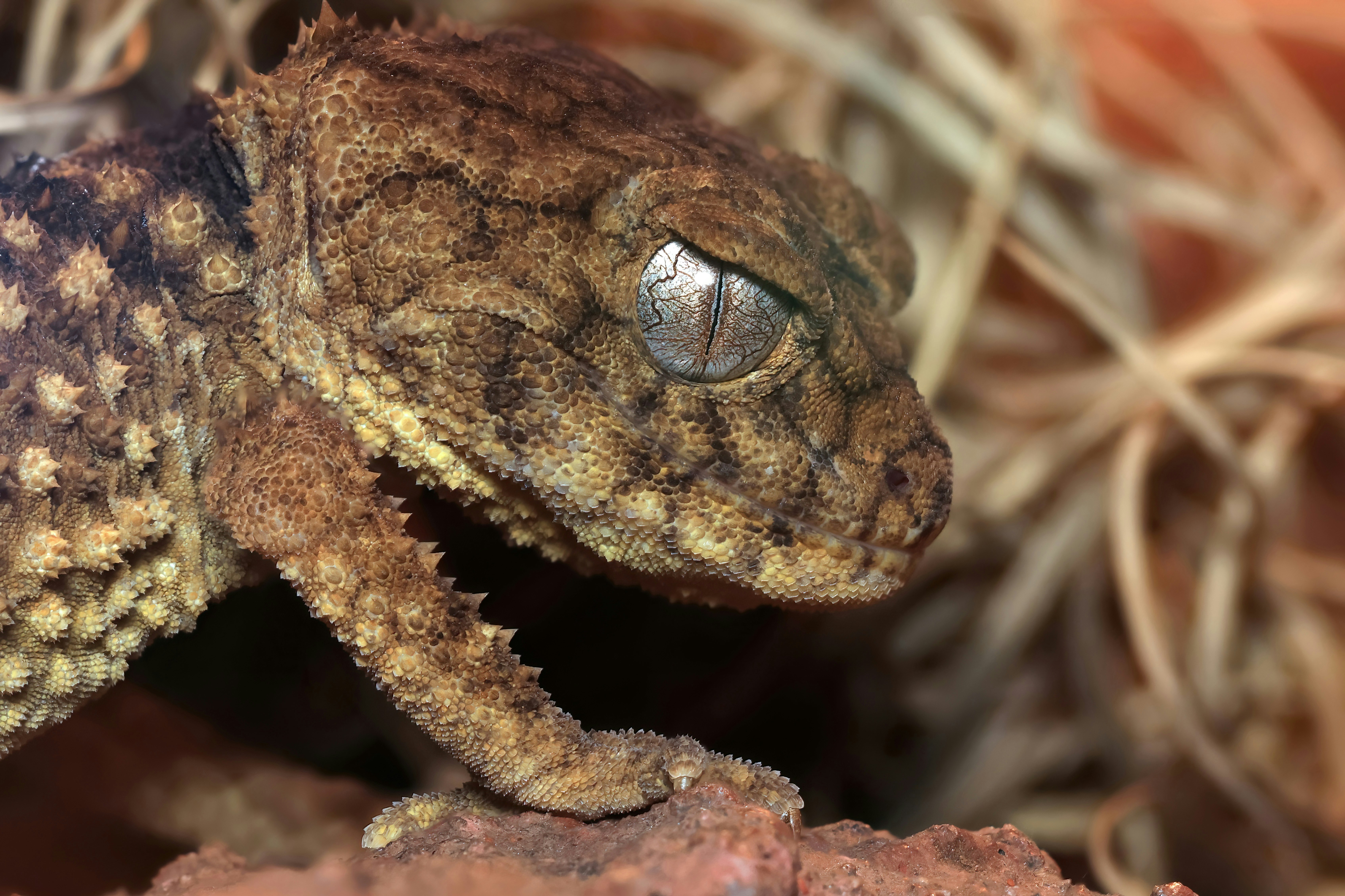 Gilded Gaze: Close-Up of a Desert Gecko Amid Dry Grasses