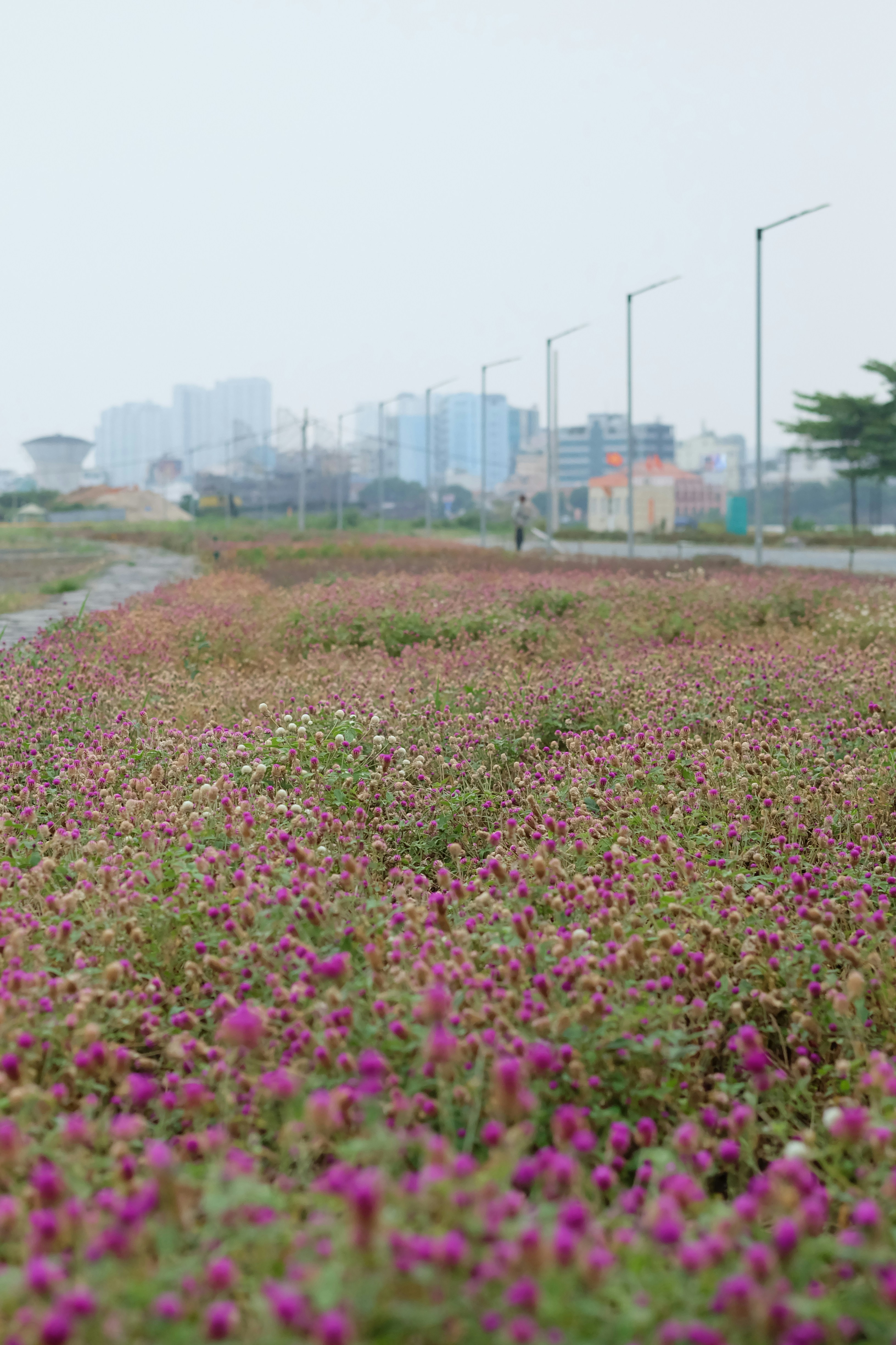 Purple flowerbeds road side in a peaceful off-city sight. Blue clear sky no human cozy atmosphere. Unedited photo. Good for phone wall paper.