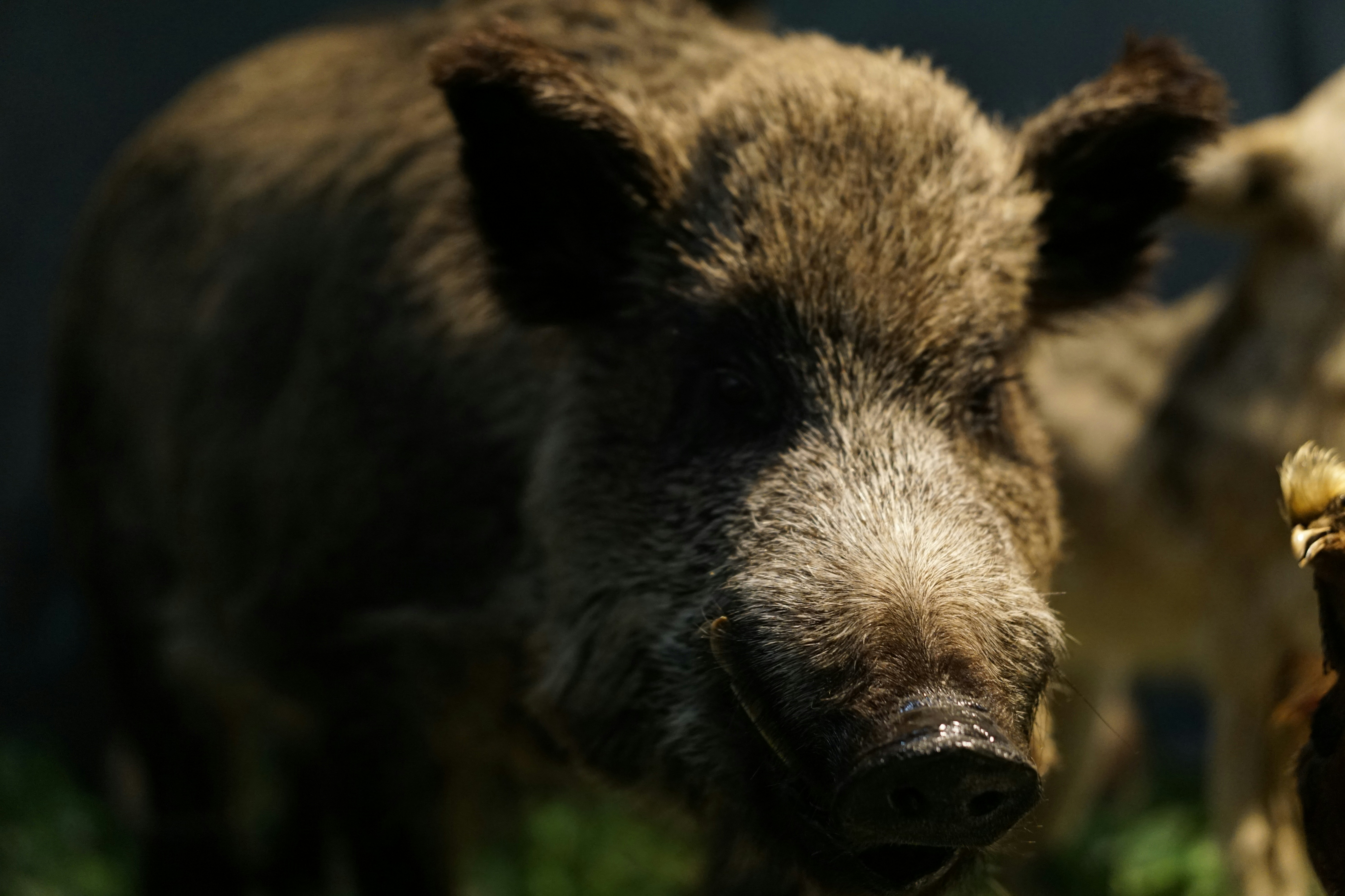 A group of wild boars standing next to each other photo – Free 中国 Image ...