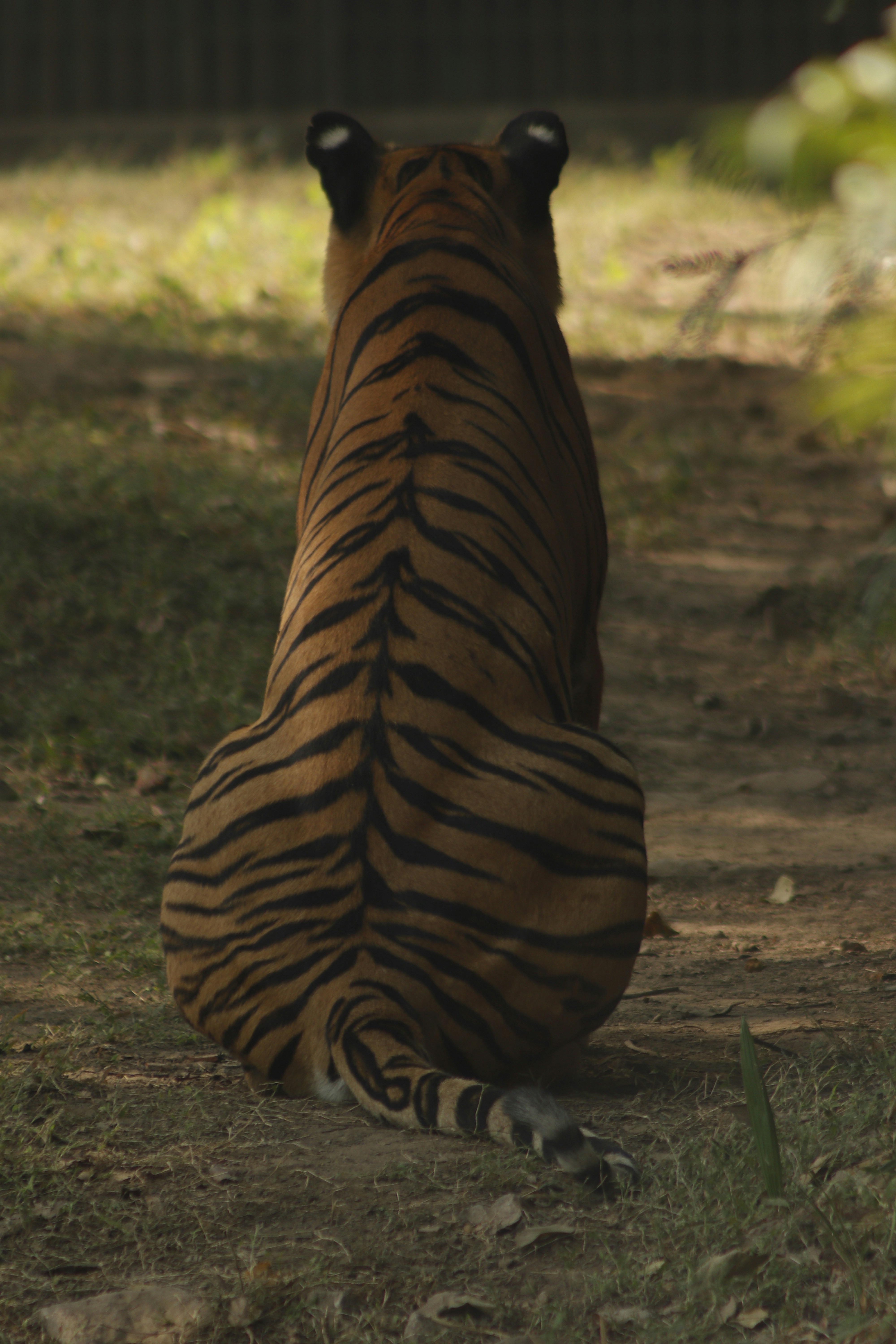 Photograph of a tiger seen from behind, sitting on a sunlit path. The striped coat and rear view emphasize texture and calm in a shaded clearing.