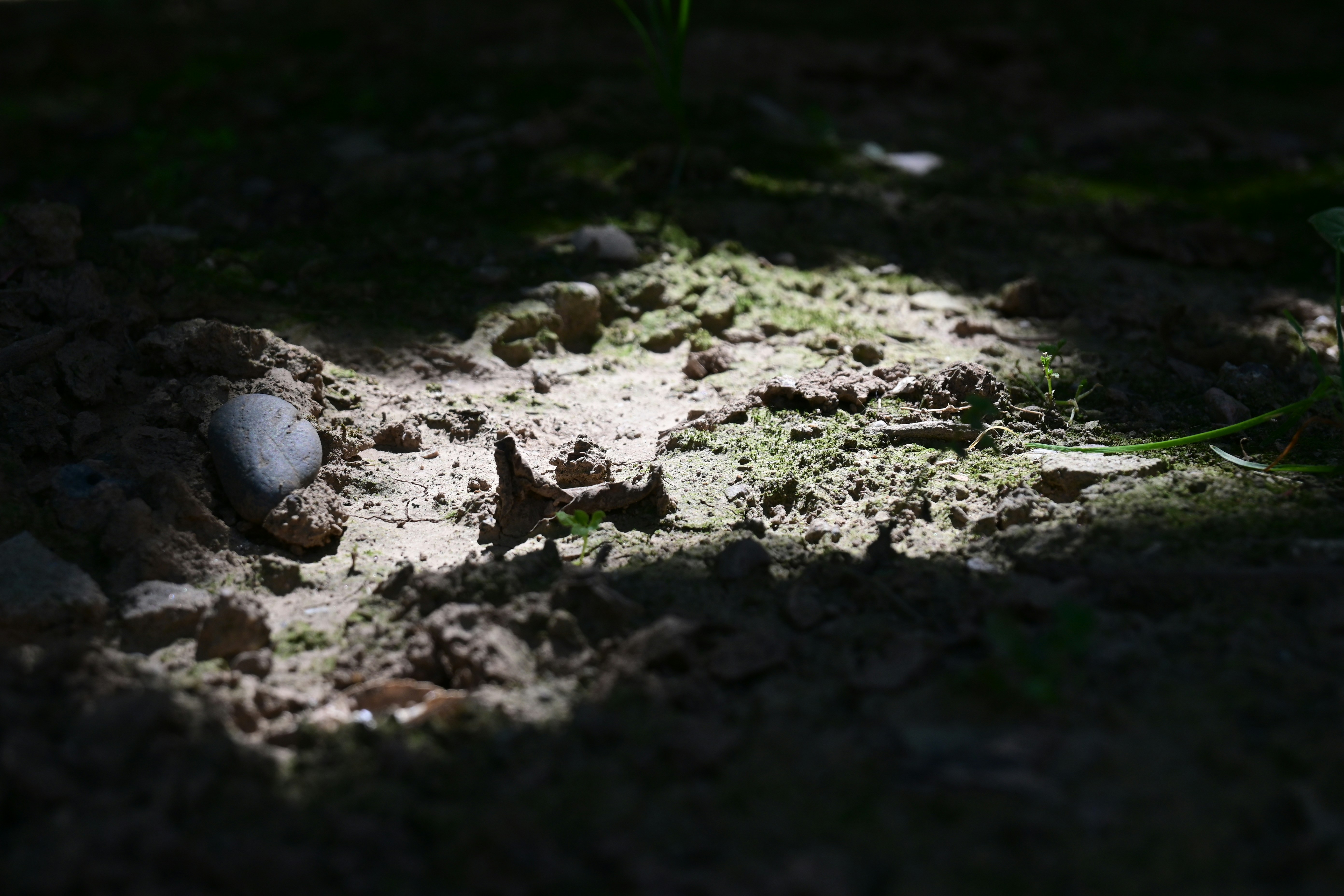 Small bird standing on sunlit patch of dirt surrounded by shadows.